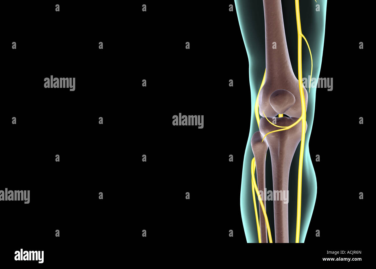 Nerf saphène Banque de photographies et d’images à haute résolution - Alamy