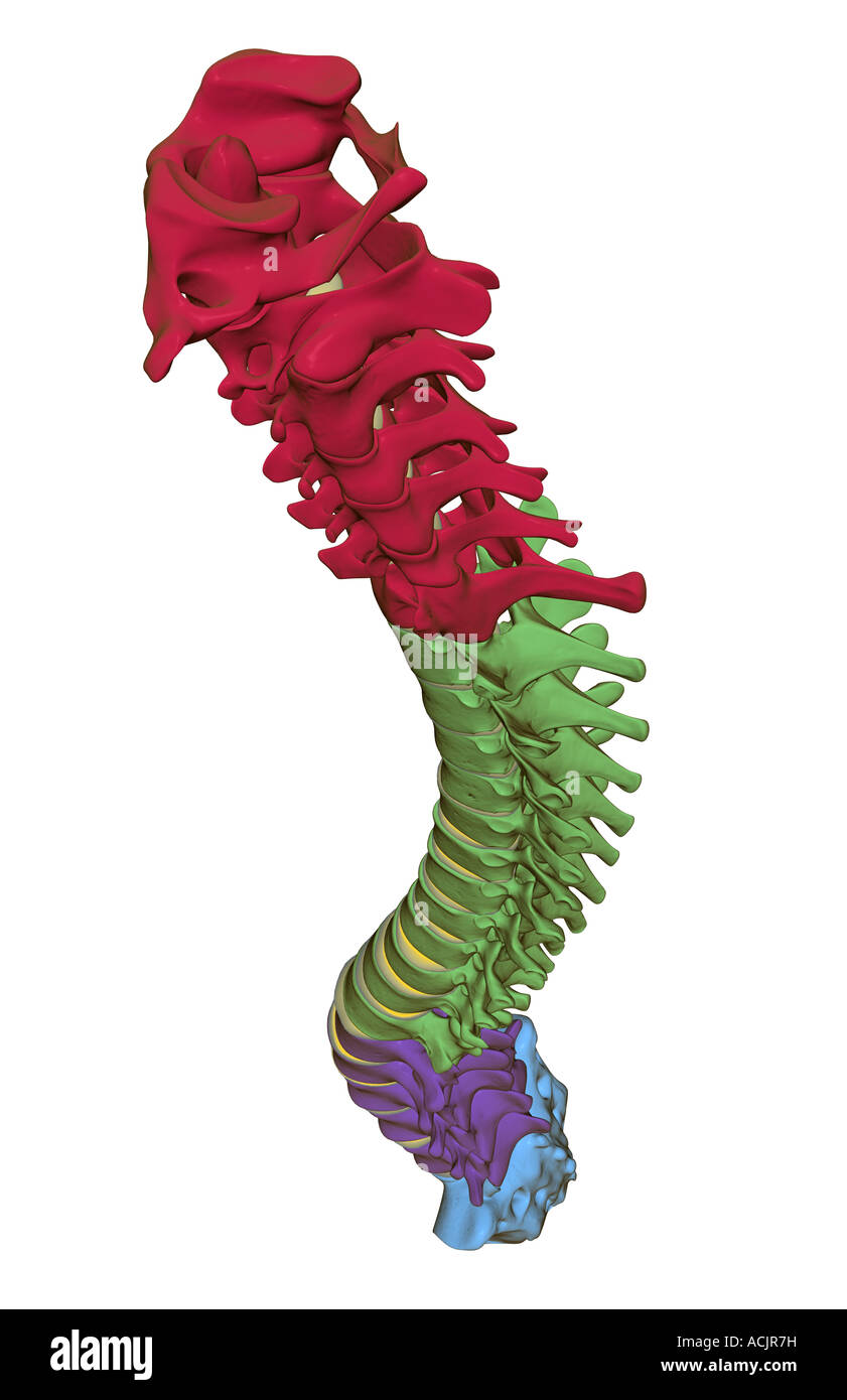 Lumbar Vertebral Column Banque d'image et photos - Page 9 - Alamy