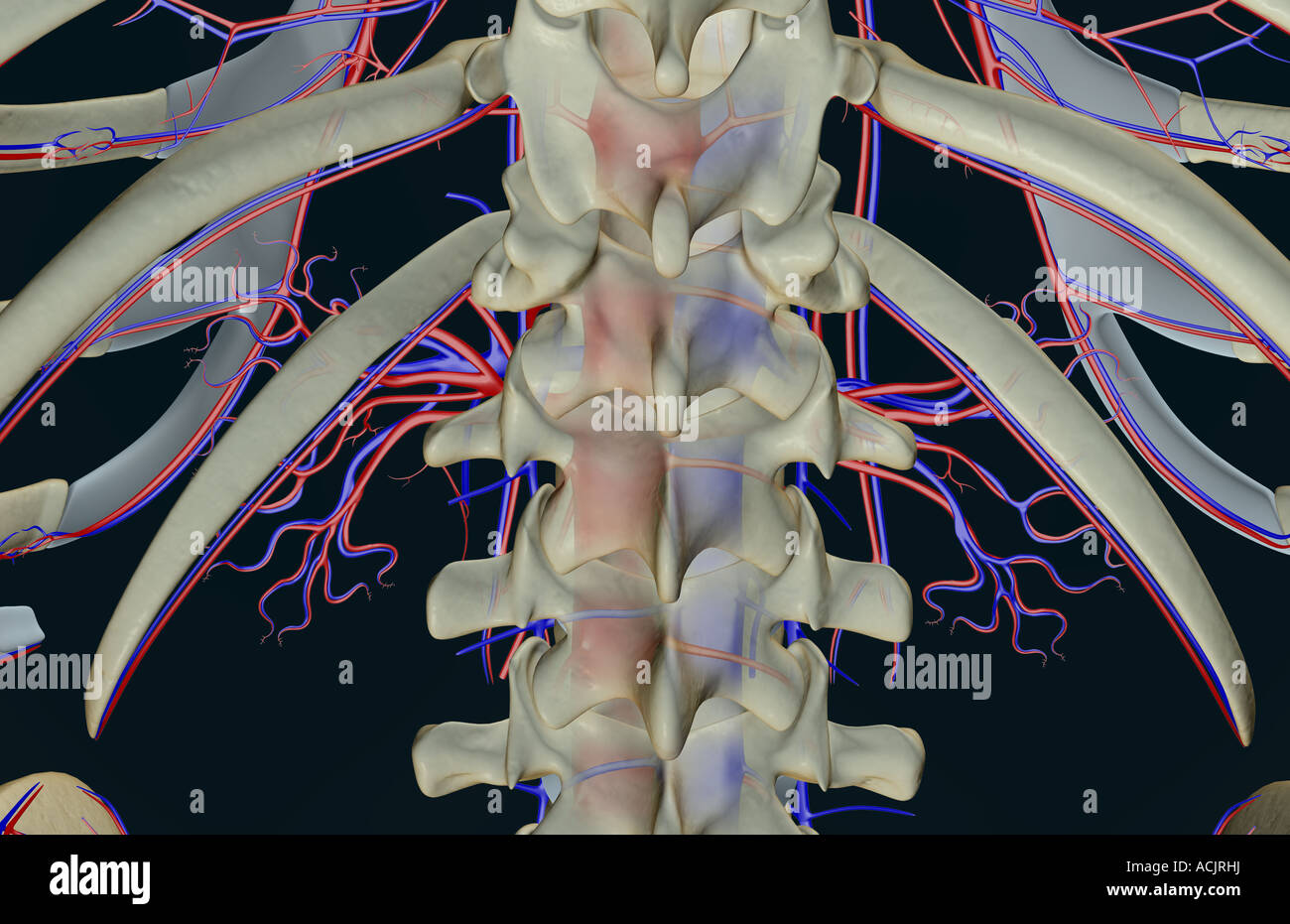 Colonne rénale Banque de photographies et d’images à haute résolution ...