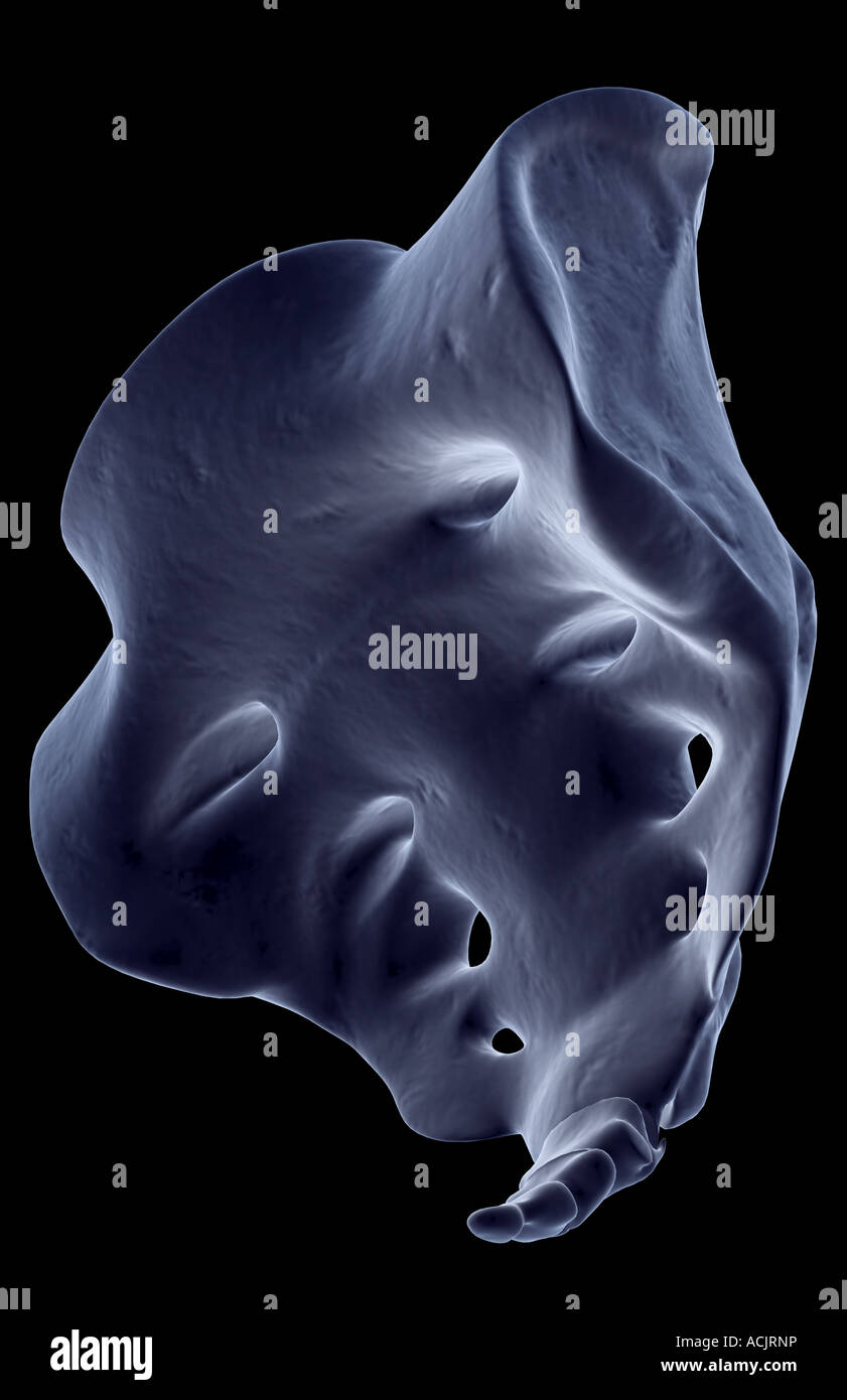 Sacral Foramen Banque d'image et photos - Alamy