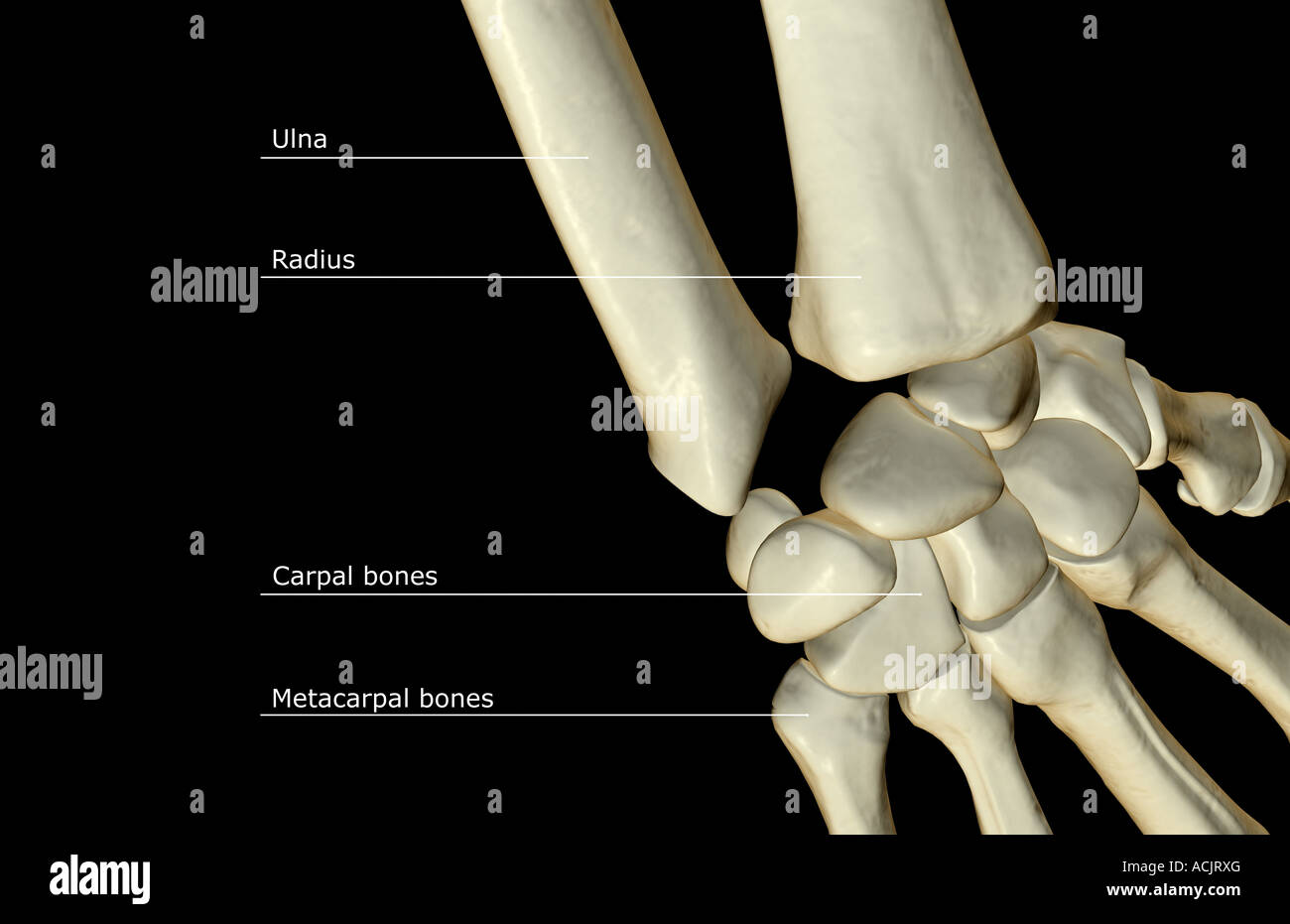 Anatomie du carpe du poignet Banque de photographies et d’images à ...