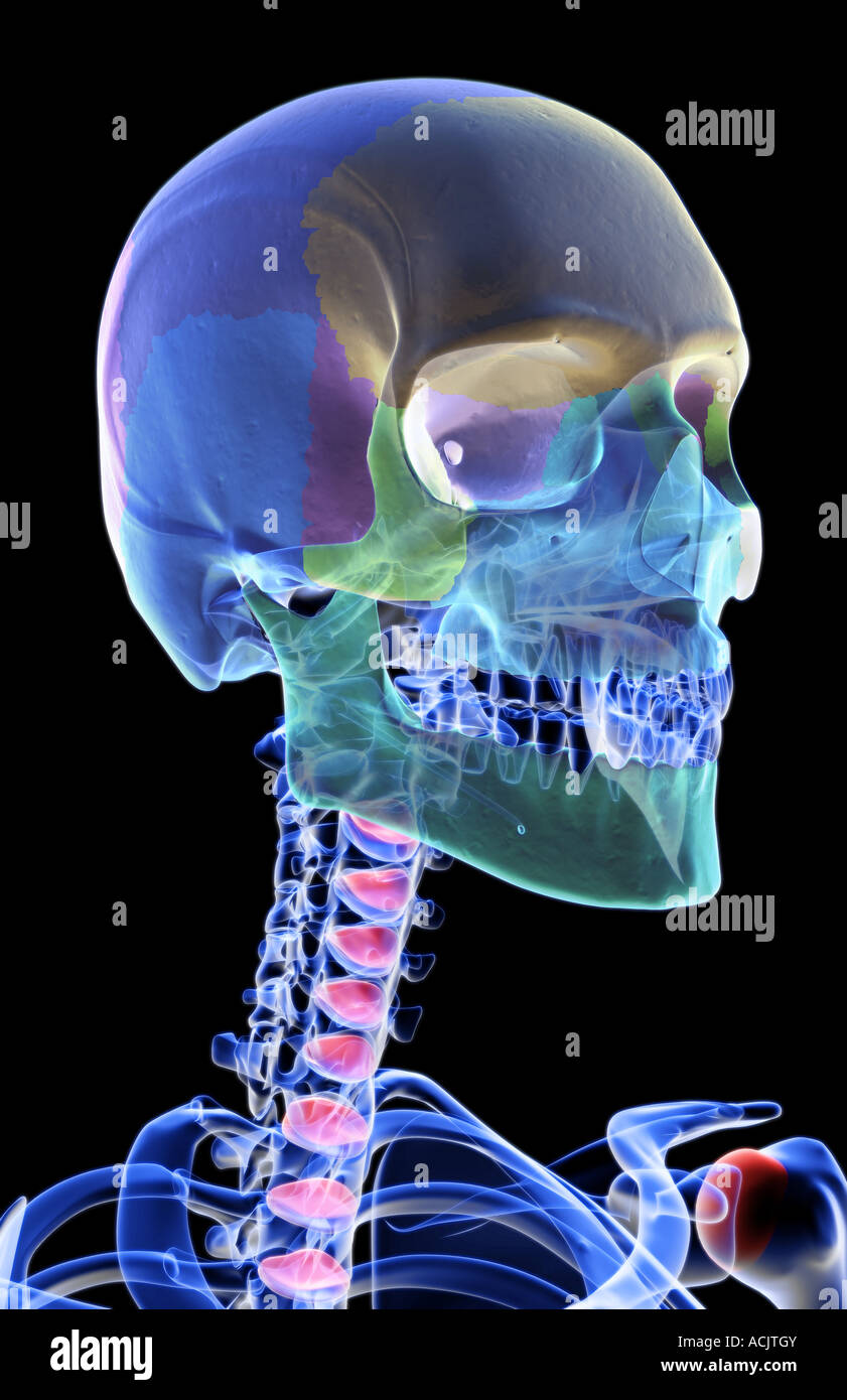 Os du visage Banque de photographies et d’images à haute résolution - Alamy