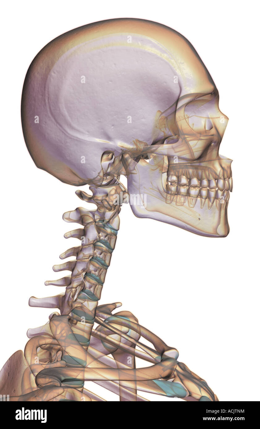 Os Du Visage Banque d'image et photos - Alamy