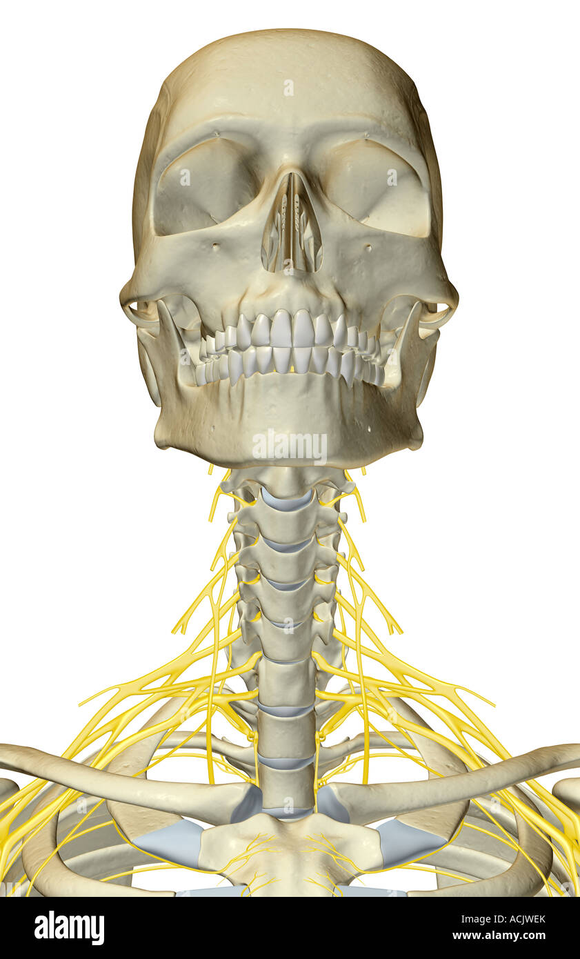 Anatomie du cou nerfs Banque de photographies et d’images à haute ...