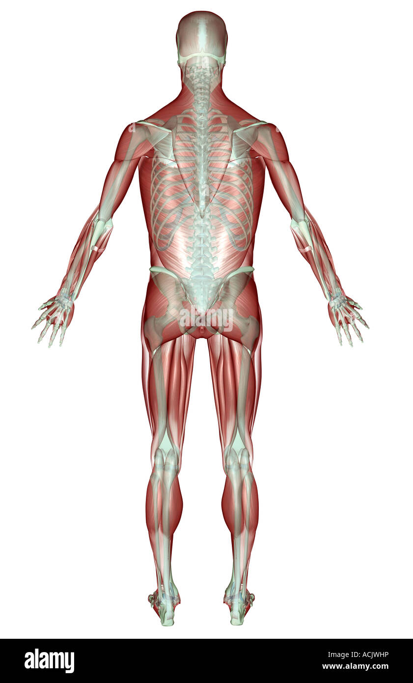 Latissimus dorsi anatomy muscles Banque de photographies et d’images à ...
