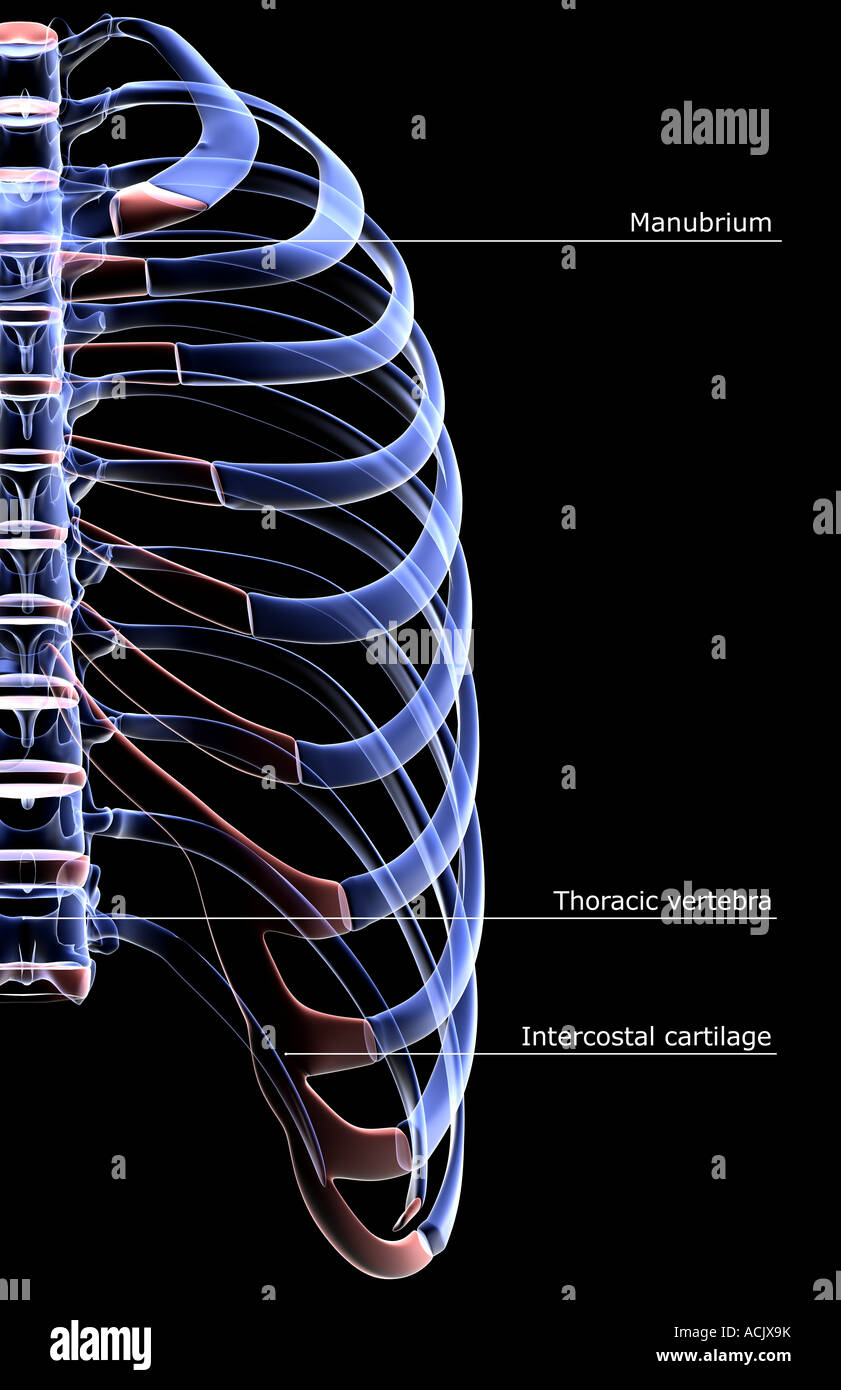 Processus Xiphoïde Photos & Processus Xiphoïde Images - Alamy