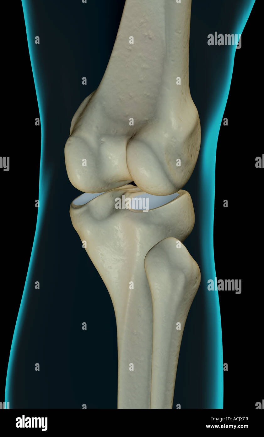 Medial condyle Banque de photographies et d’images à haute résolution ...