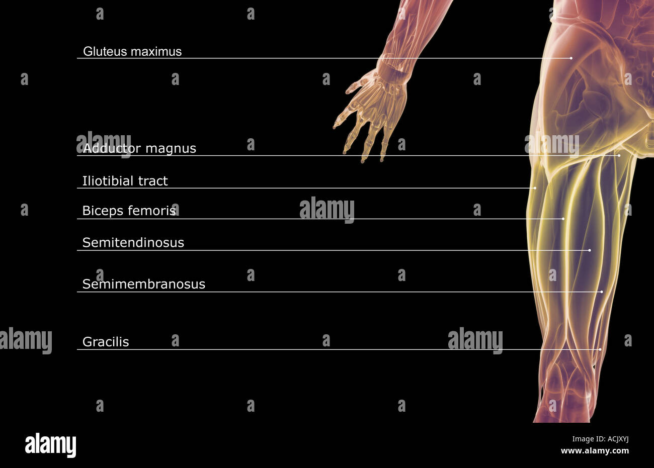 Les muscles de la hanche Photo Stock - Alamy