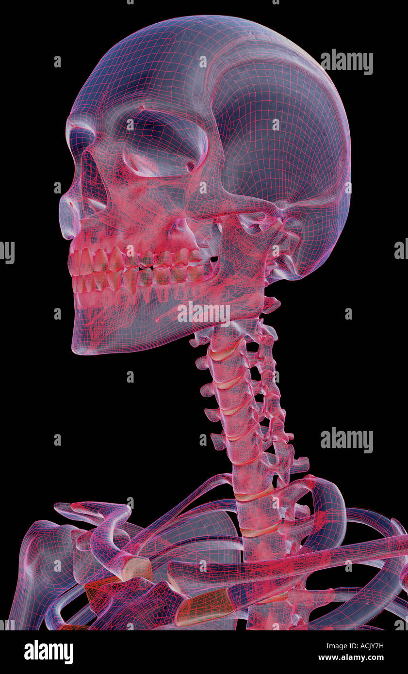 Os du visage Banque de photographies et d’images à haute résolution - Alamy