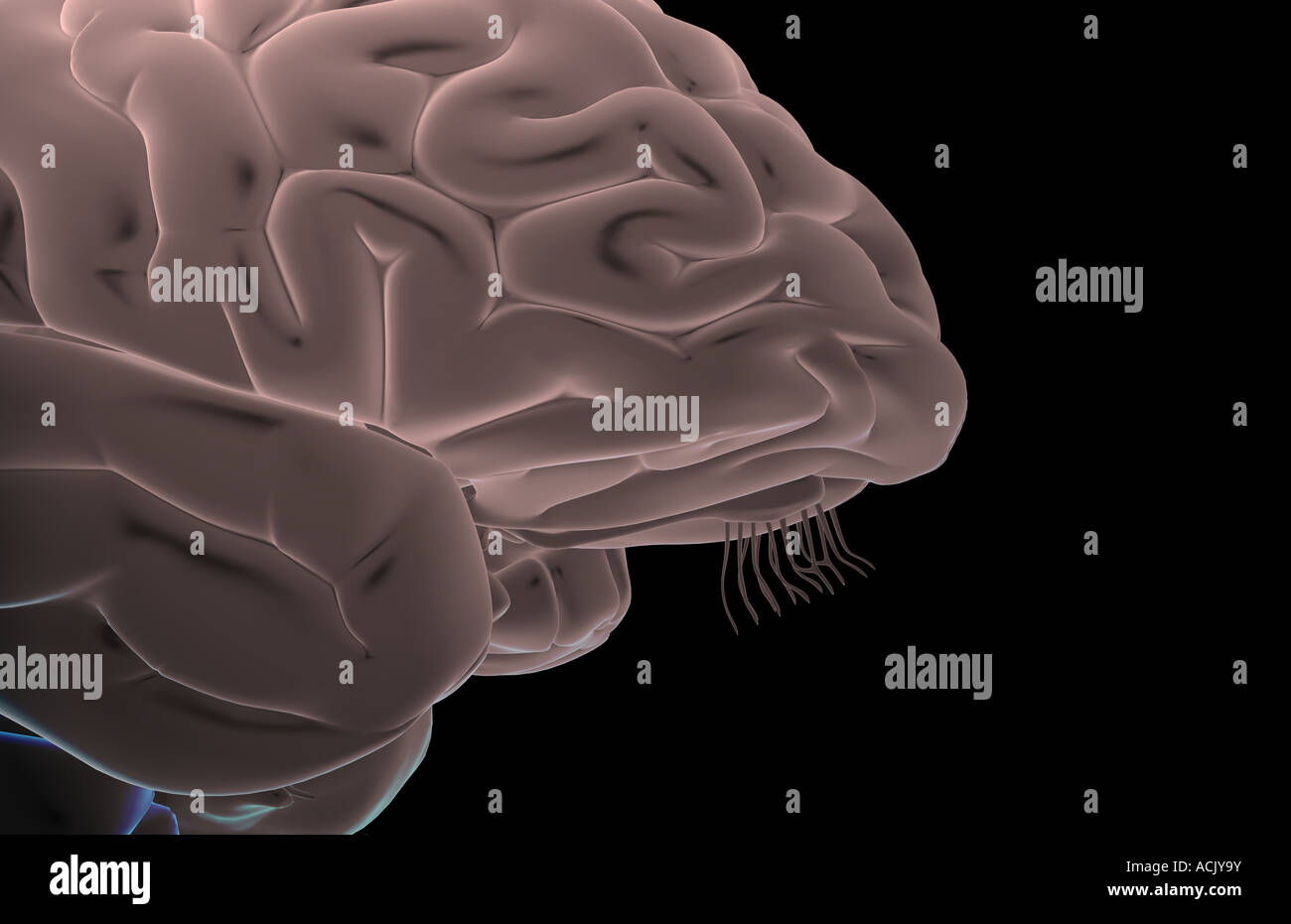 Bulbe Olfactif Banque d'image et photos - Alamy