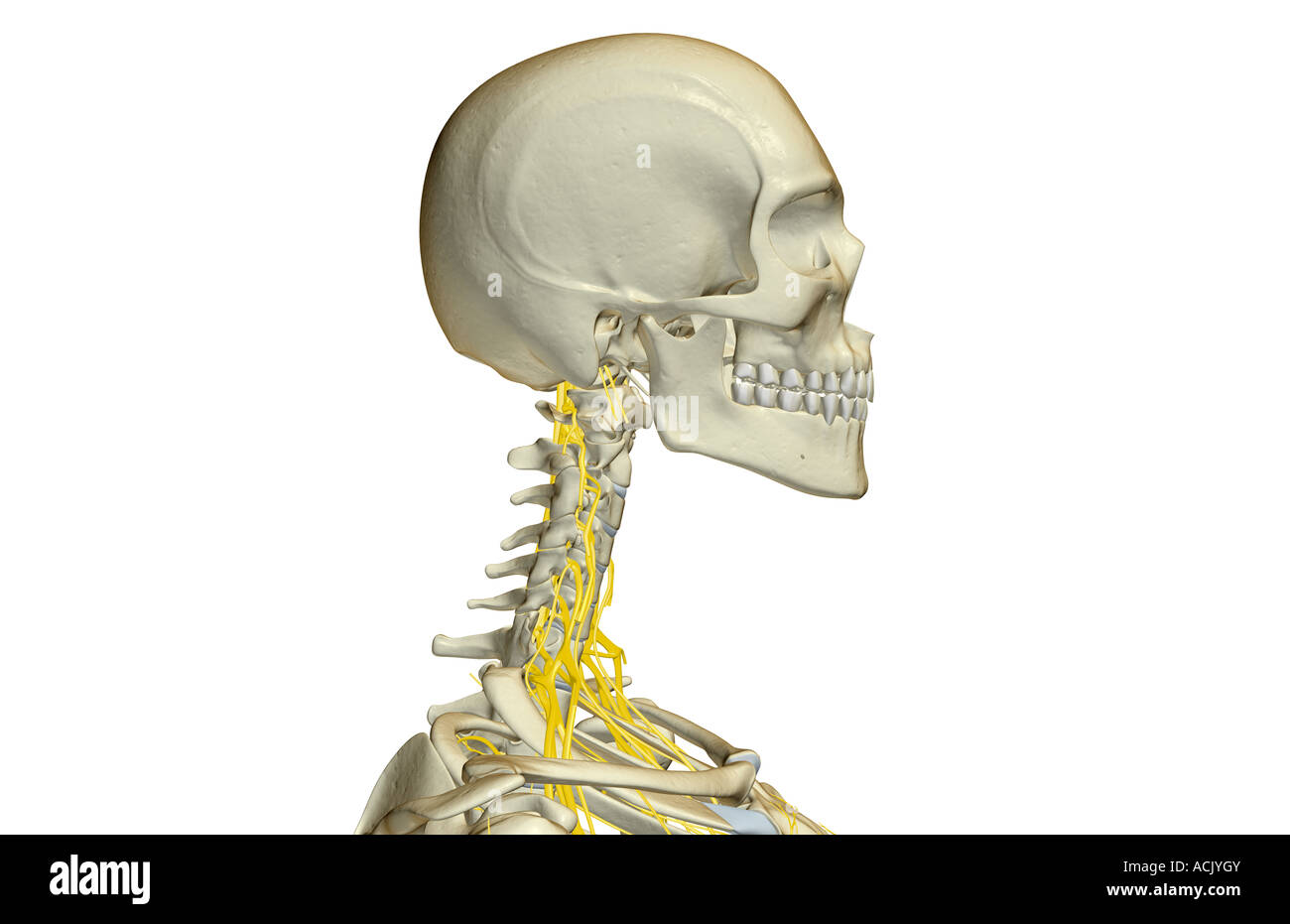 Anatomie du cou nerfs Banque de photographies et d’images à haute ...