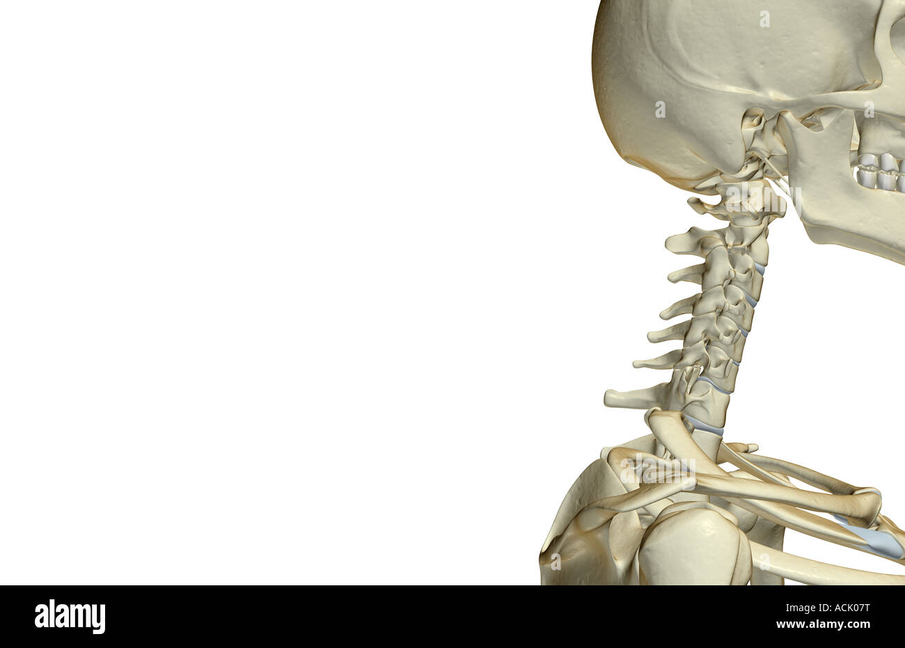 Processus mastoidien Banque de photographies et d’images à haute ...