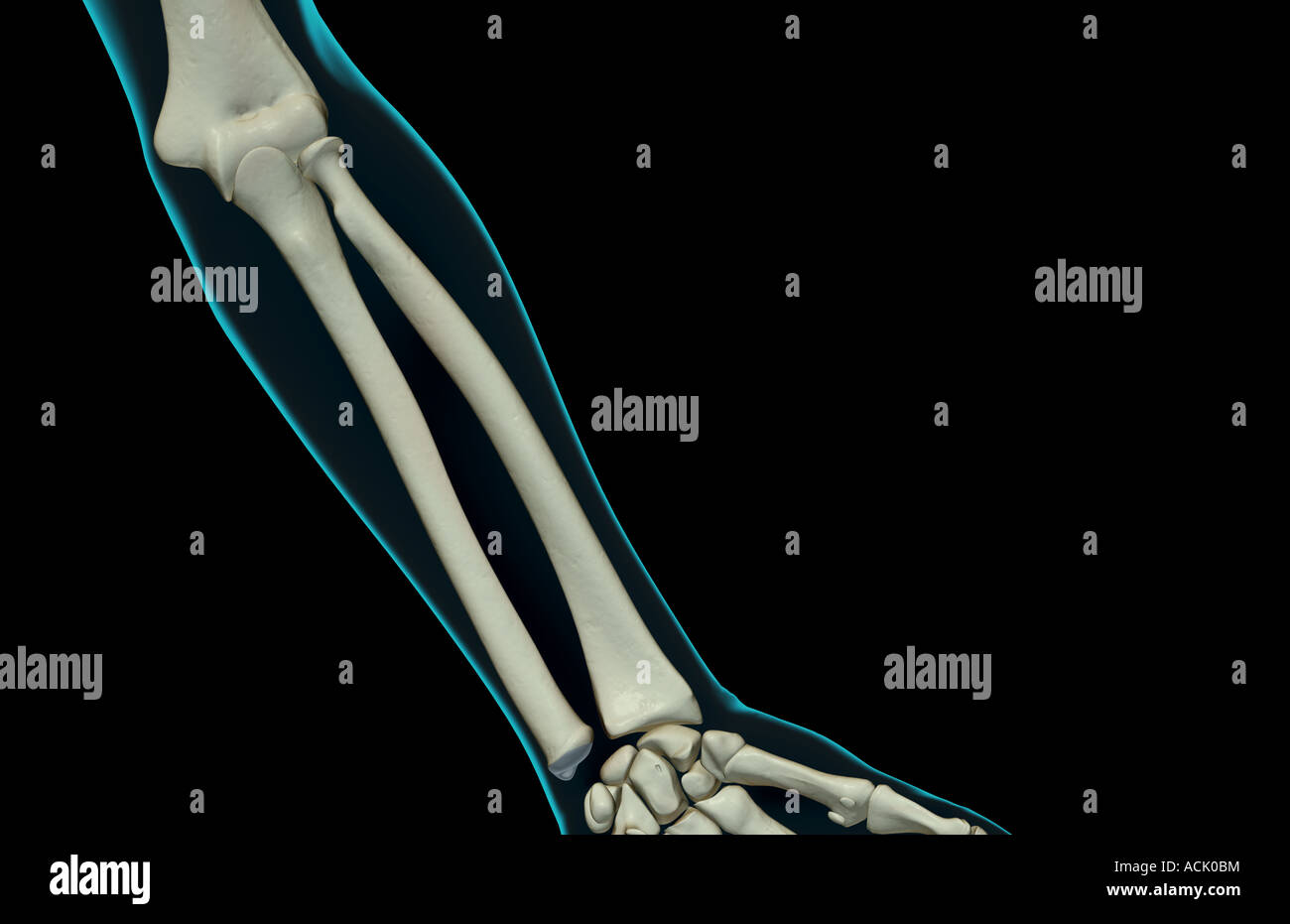 Os de l'avant bras Banque de photographies et d’images à haute ...