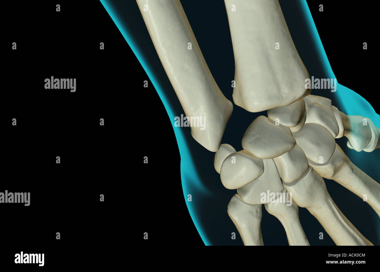Anatomie du carpe du poignet Banque de photographies et d’images à ...