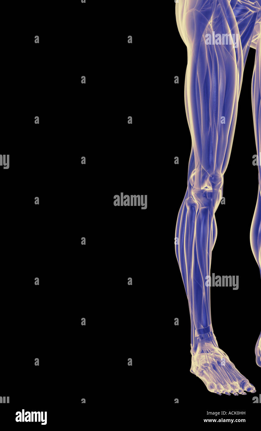 Les muscles du membre inférieur Photo Stock - Alamy