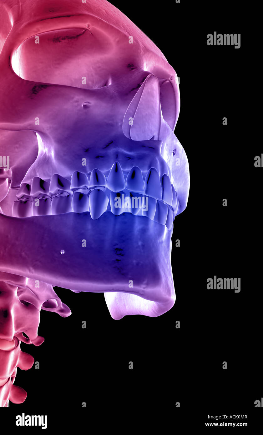 Os du squelette du visage Banque de photographies et d’images à haute ...