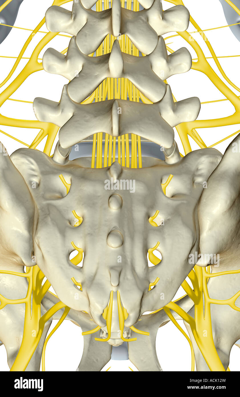 Cauda equina Banque de photographies et d’images à haute résolution - Alamy