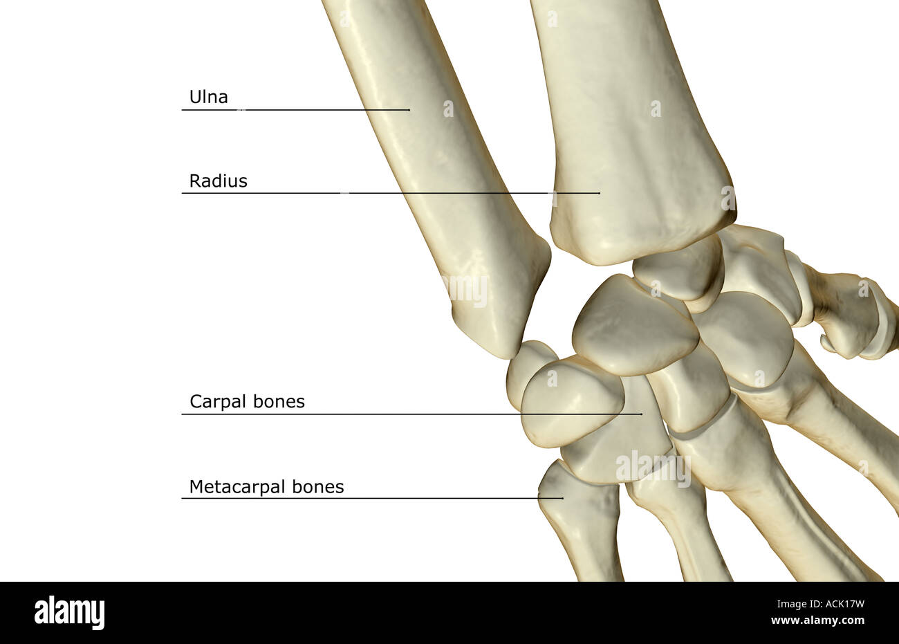 Capitatum os Banque de photographies et d’images à haute résolution - Alamy