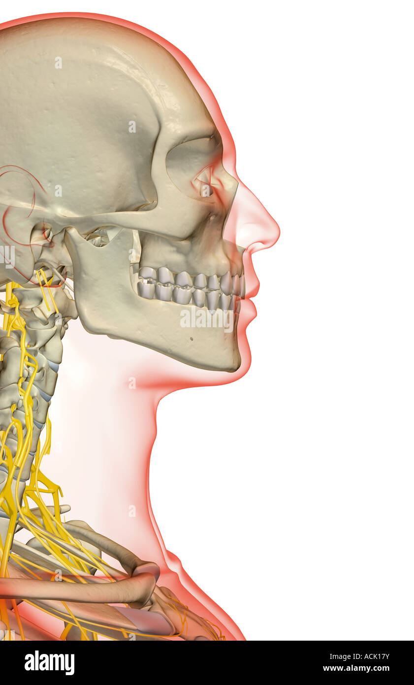 Anatomie du cou nerfs Banque de photographies et d’images à haute ...