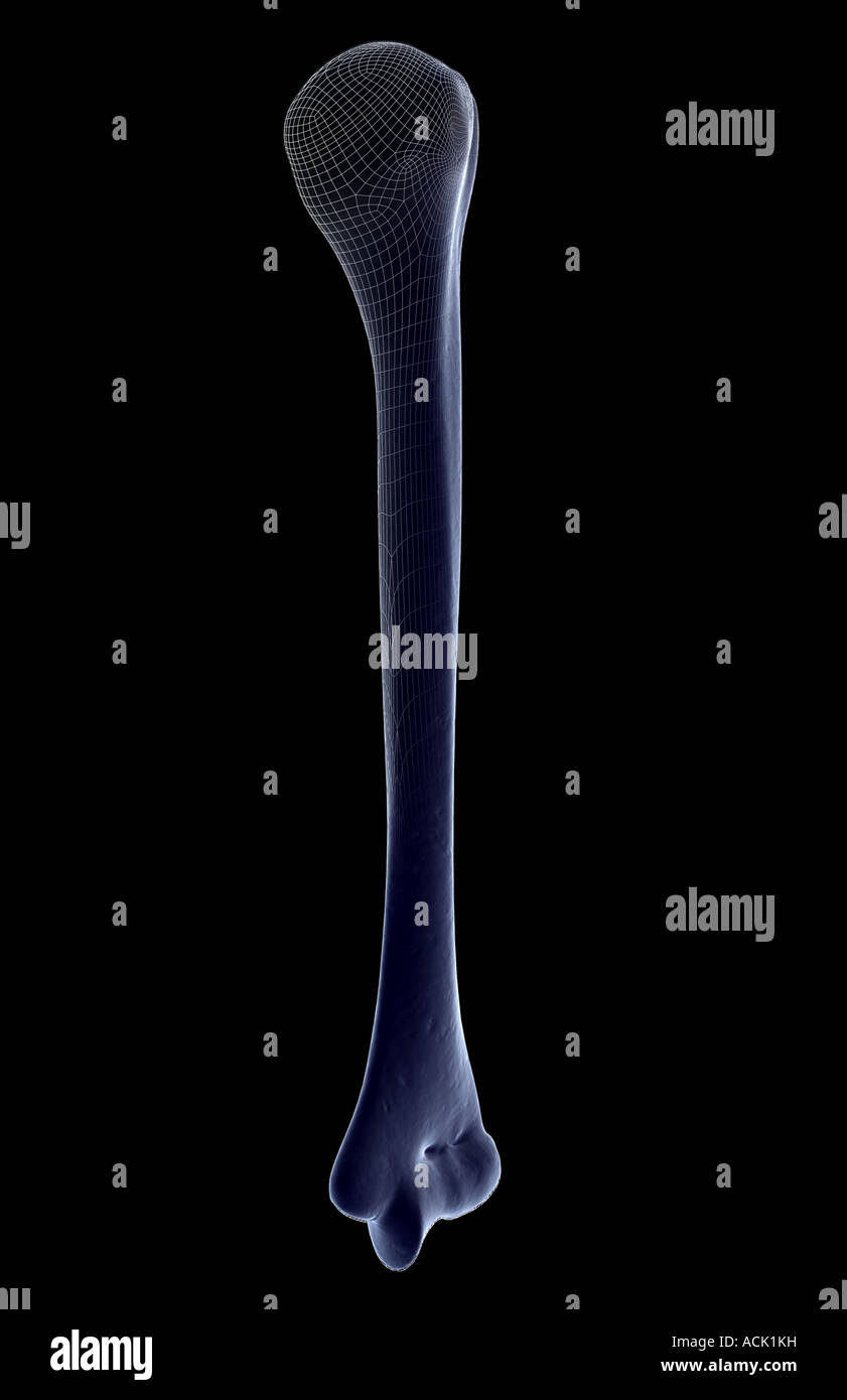 Fosse olécranienne Banque de photographies et d’images à haute résolution - Alamy