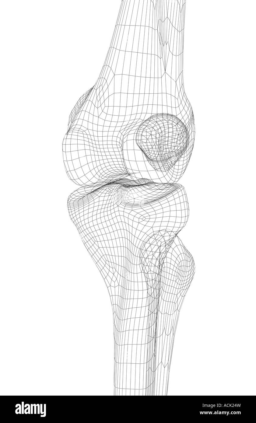 Genou anatomie Banque d'images noir et blanc - Alamy