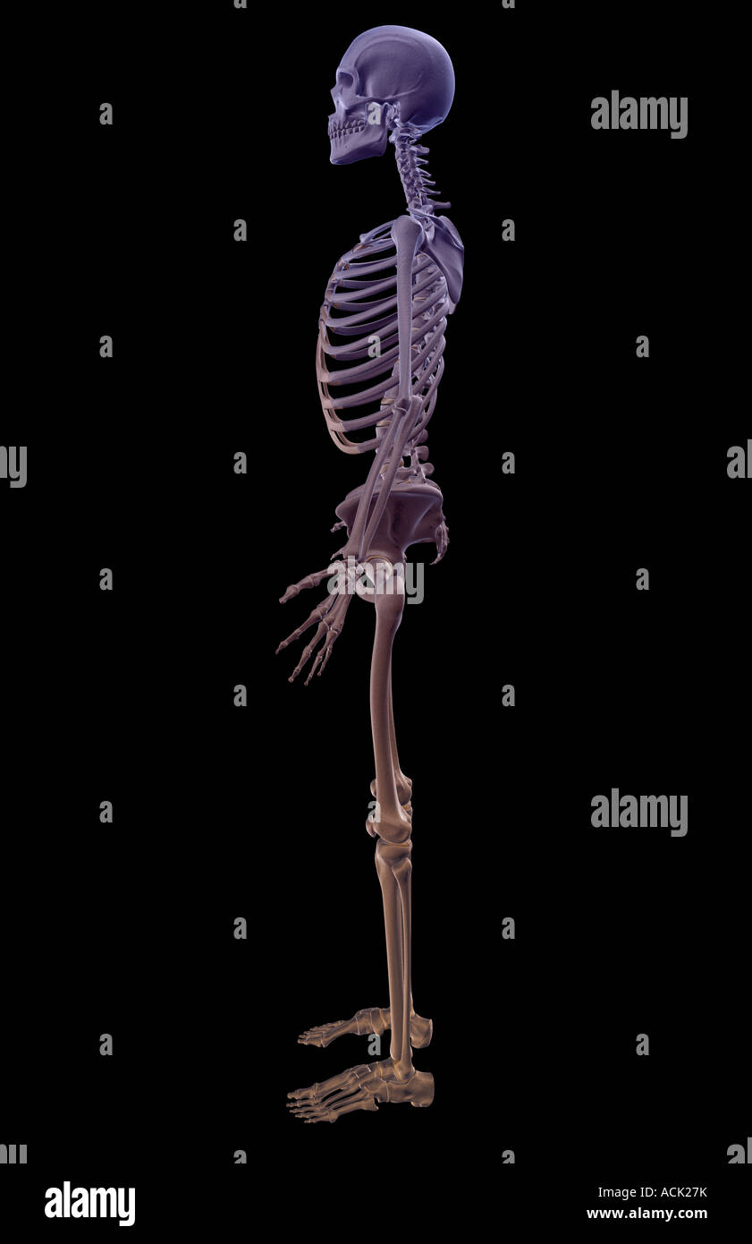 Anatomie humaine squelette complet du corps Banque de photographies et ...