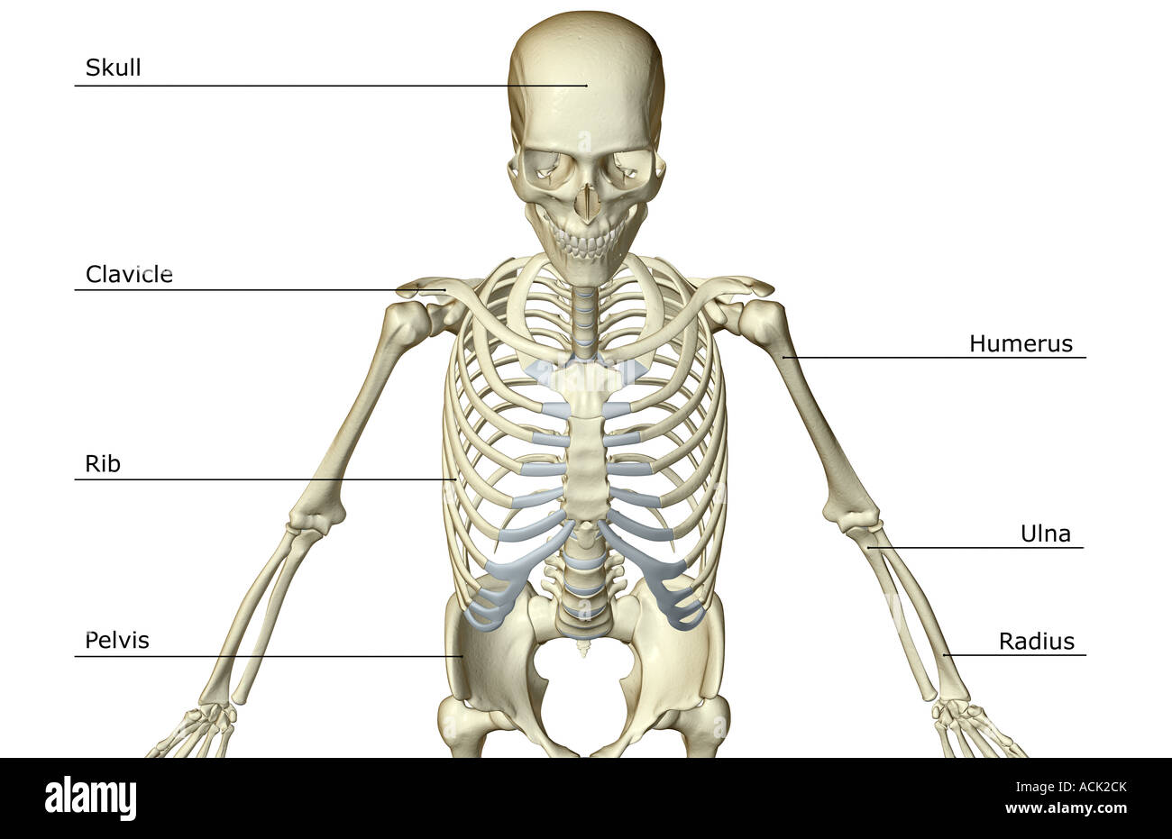 Os du haut du corps Banque de photographies et d’images à haute ...