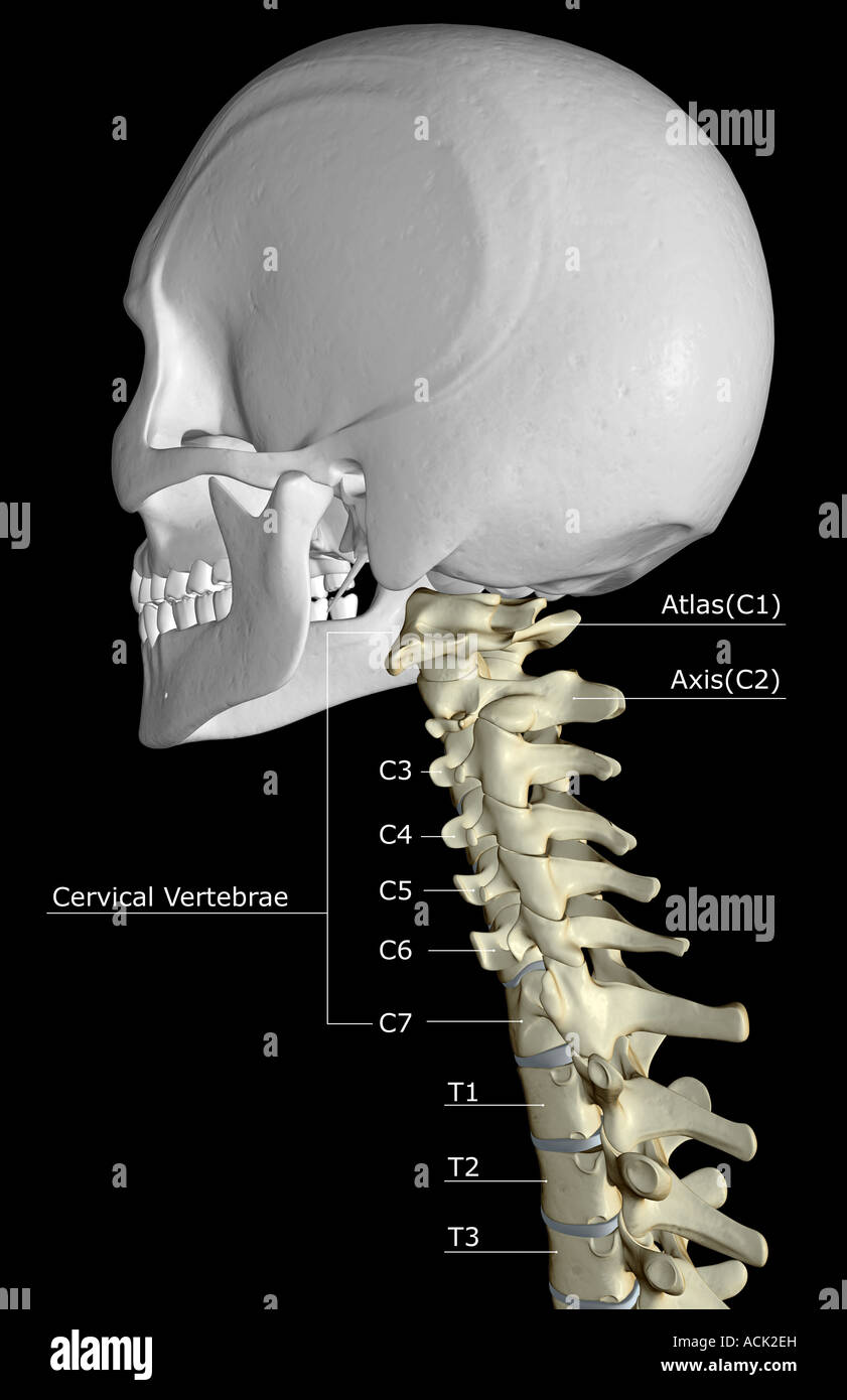 Les vertèbres cervicales Photo Stock - Alamy