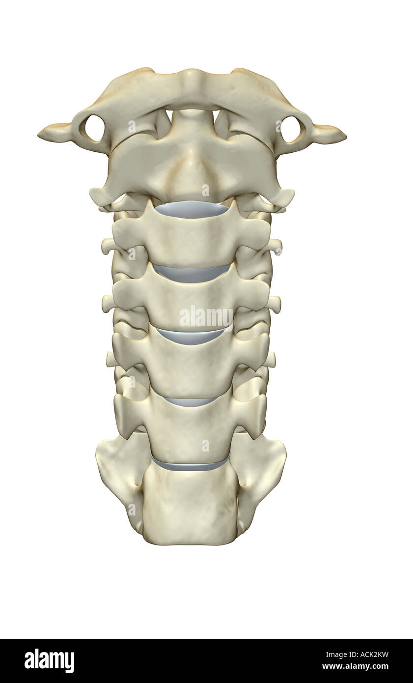 Vertèbres cervicales Banque de photographies et d’images à haute ...