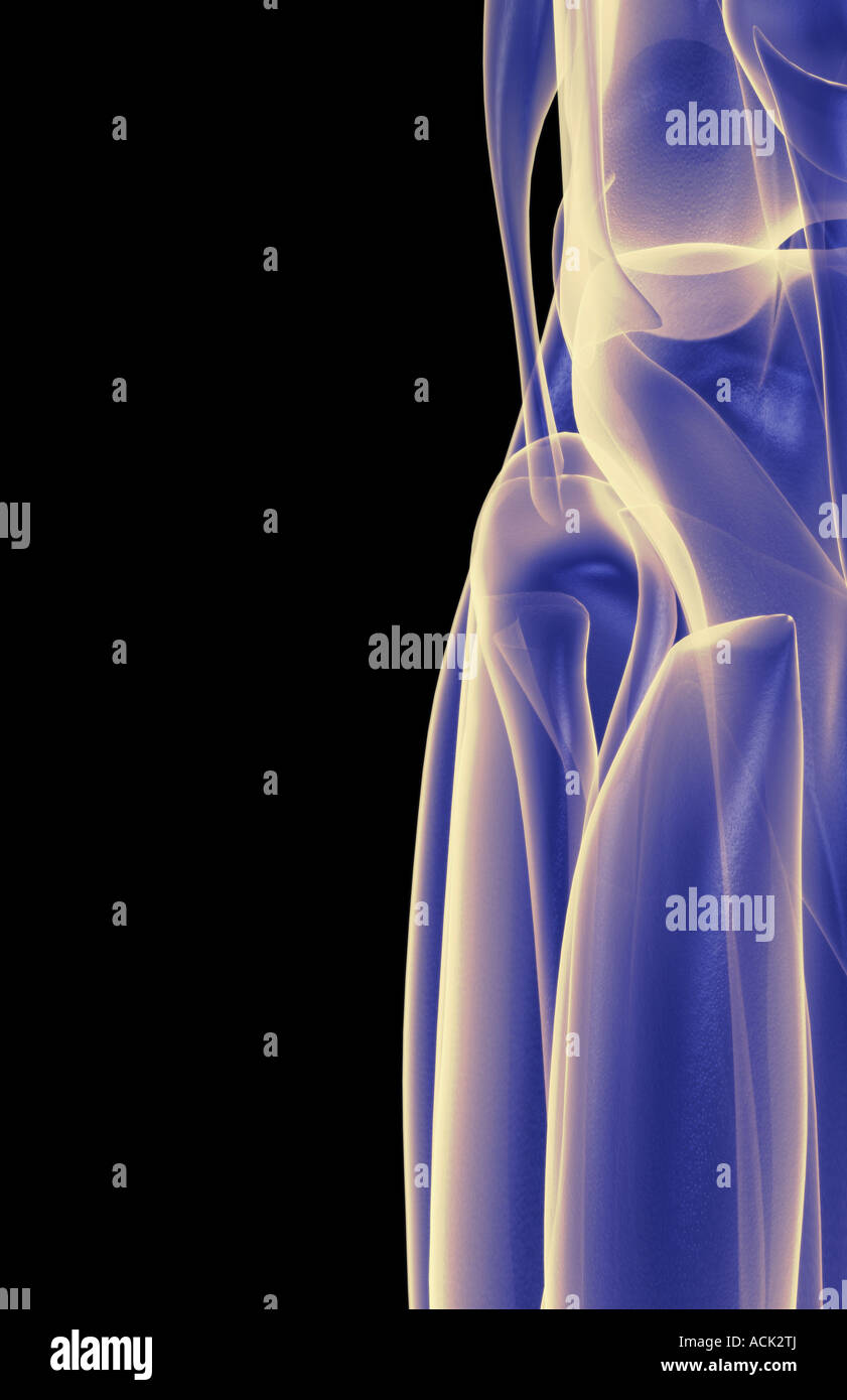 Muscles du genou humain Banque de photographies et d’images à haute ...