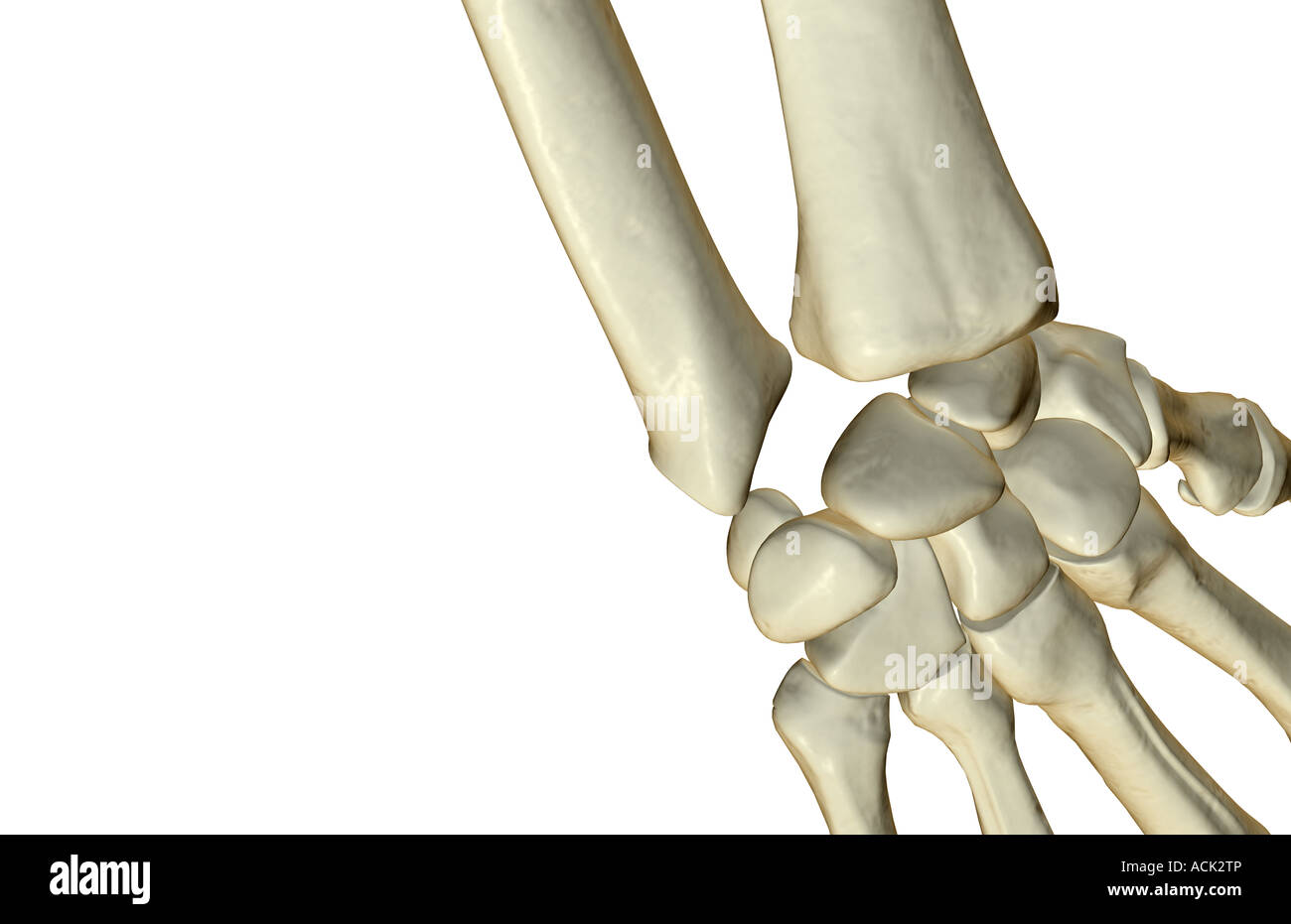 Anatomie du carpe du poignet Banque de photographies et d’images à ...