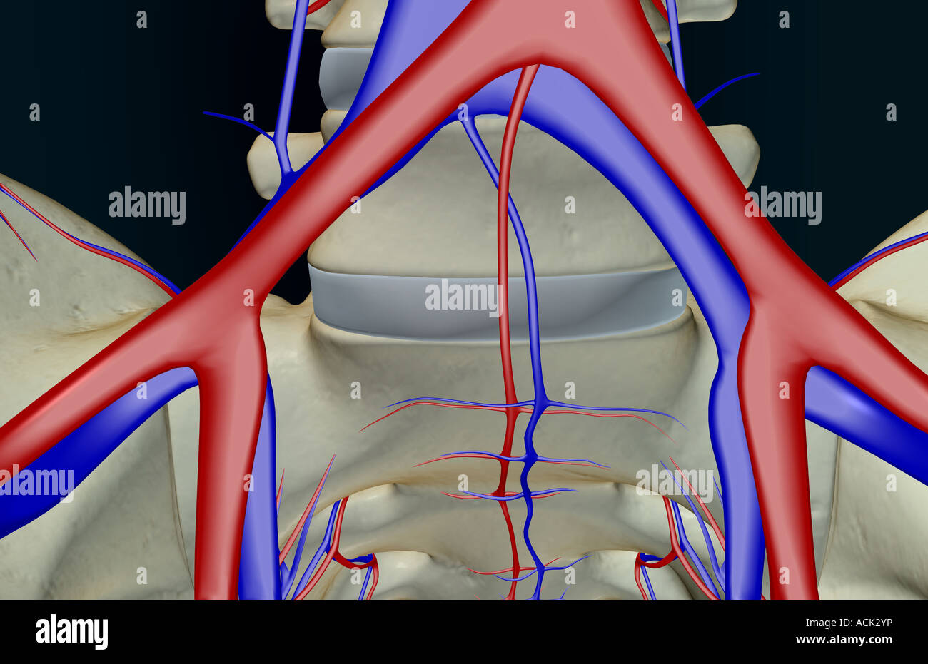 Vasos sanguineos de la pelvis Banque de photographies et d’images à ...
