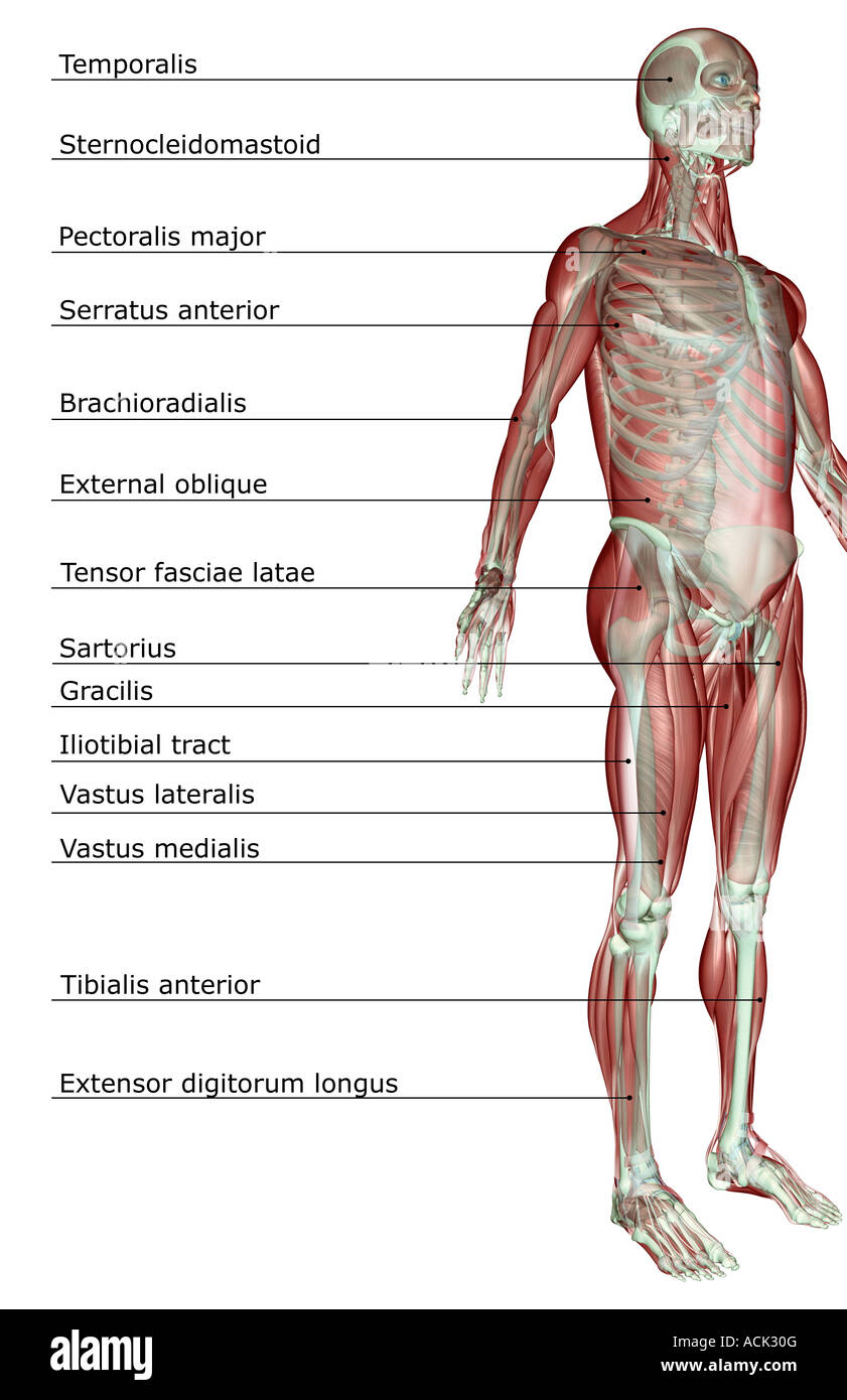 Le système musculo-squelettique Photo Stock - Alamy Le système musculo-squelettique Photo Stock - Alamy