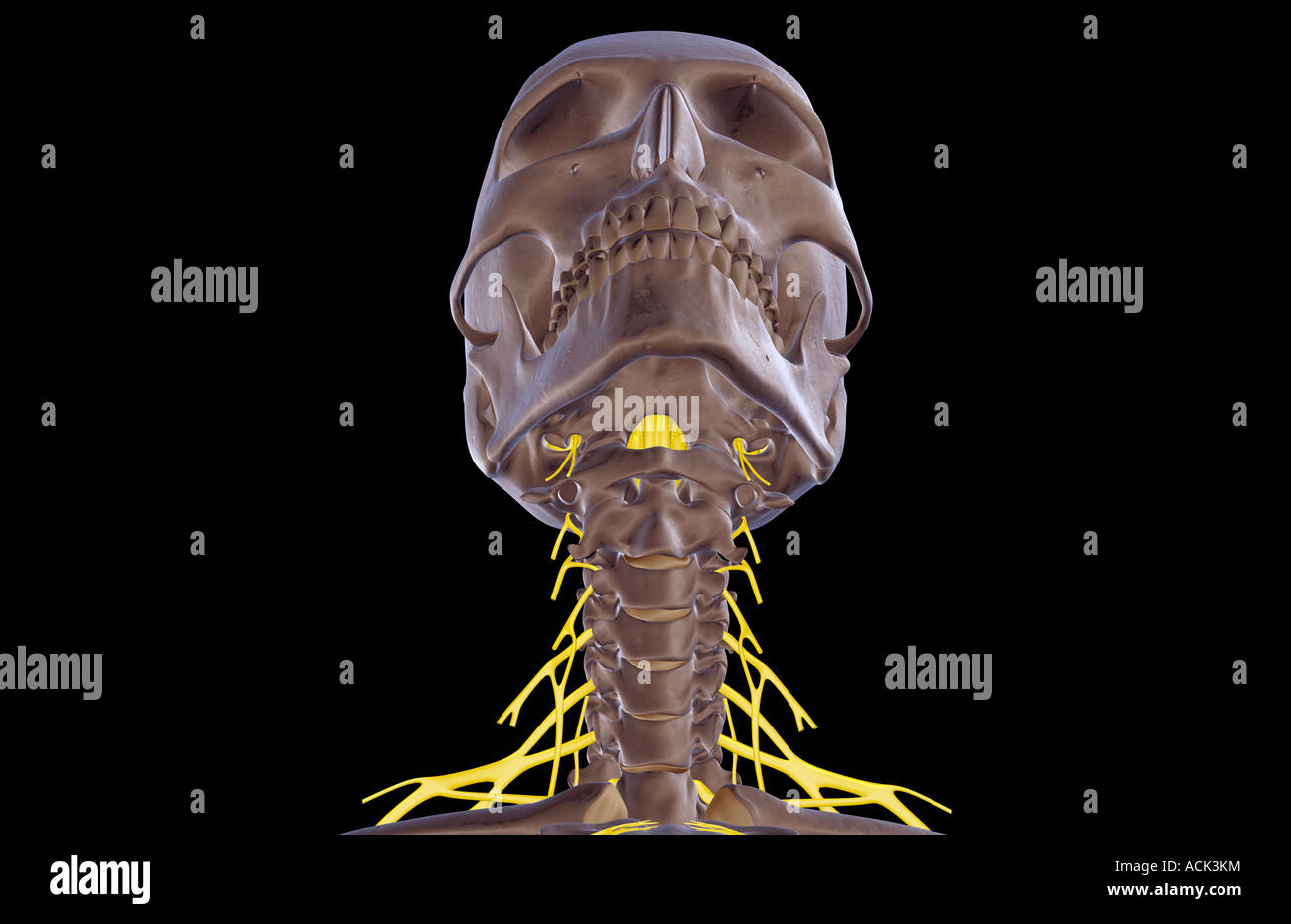 Anatomie du cou nerfs Banque de photographies et d’images à haute ...