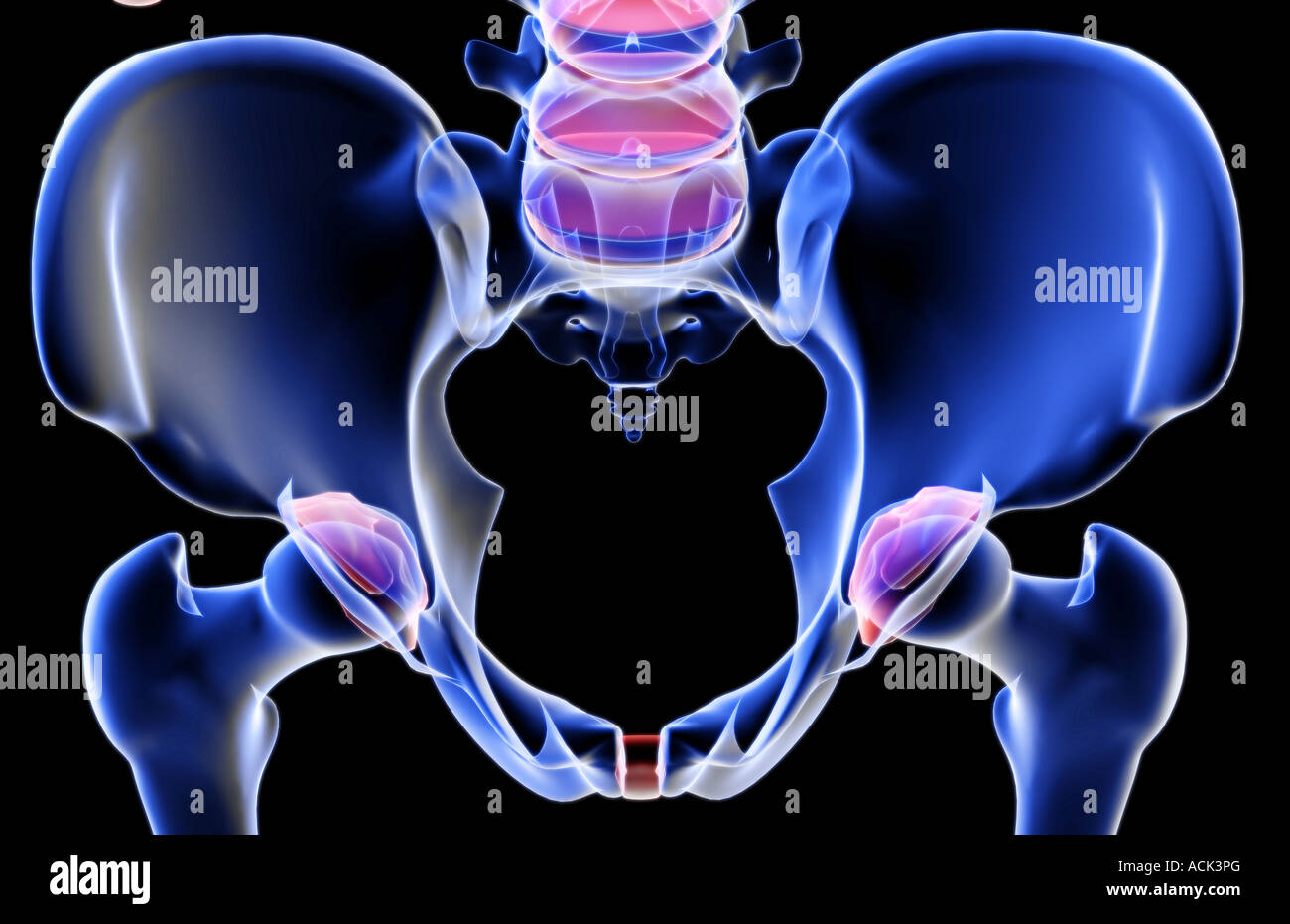 Os du bassin Banque de photographies et d’images à haute résolution - Alamy