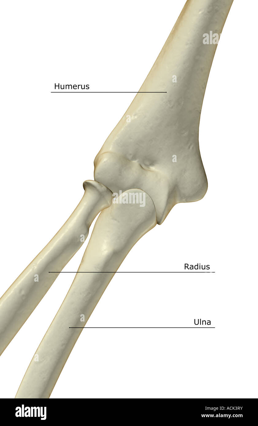 épicondyle latéral Banque d'images détourées - Alamy