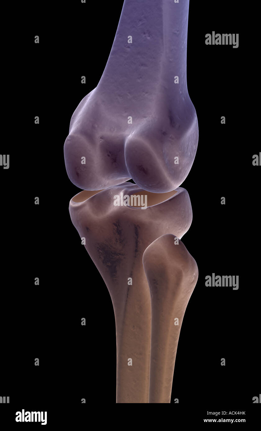 Medial condyle Banque de photographies et d’images à haute résolution ...