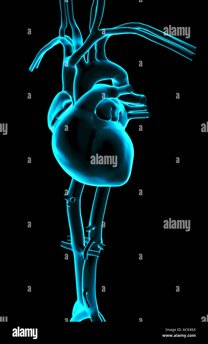 Le coeur et ses vaisseaux sanguins principaux Photo Stock - Alamy