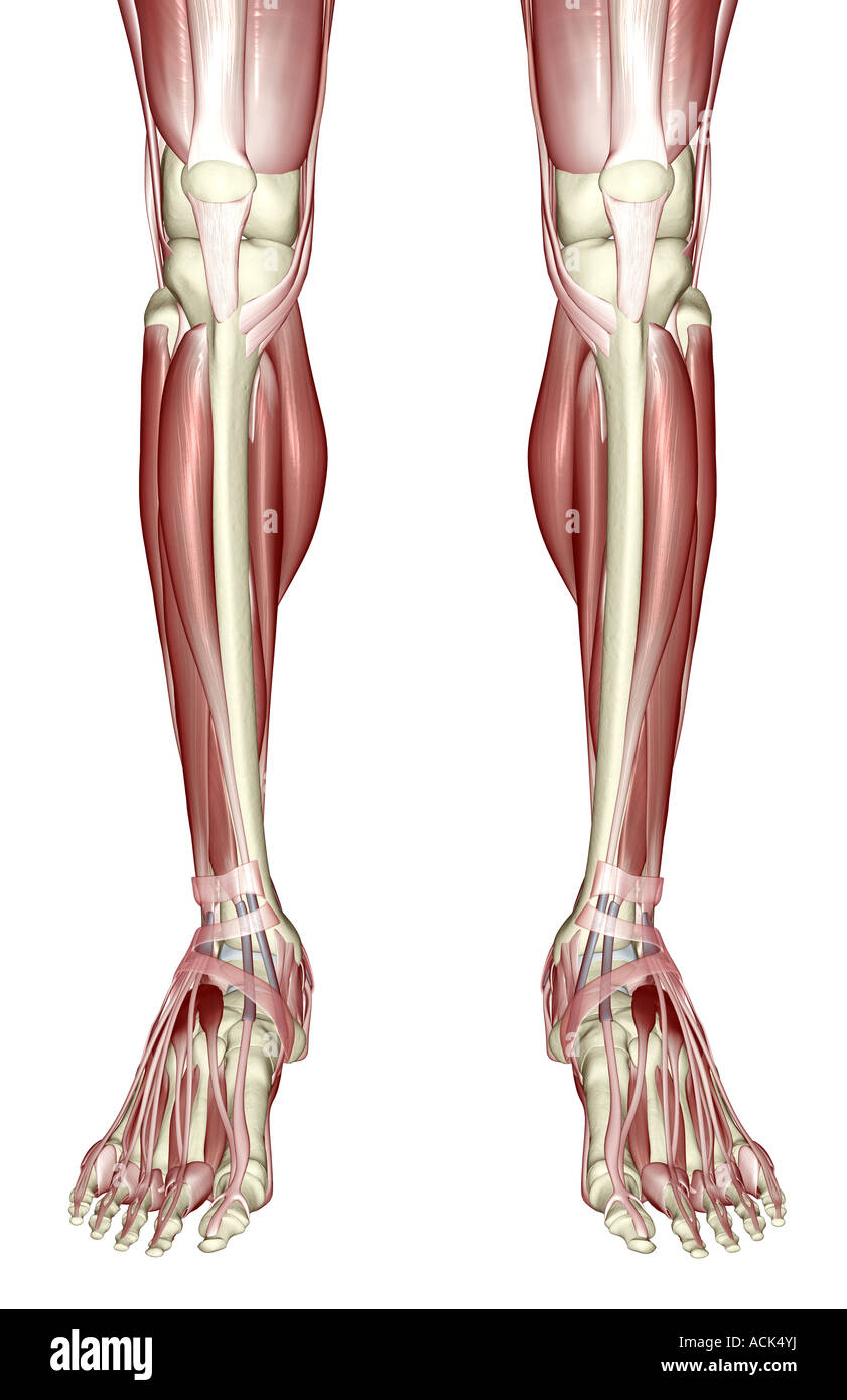 Muscles de la jambe et du pied humains Banque d'images détourées - Alamy
