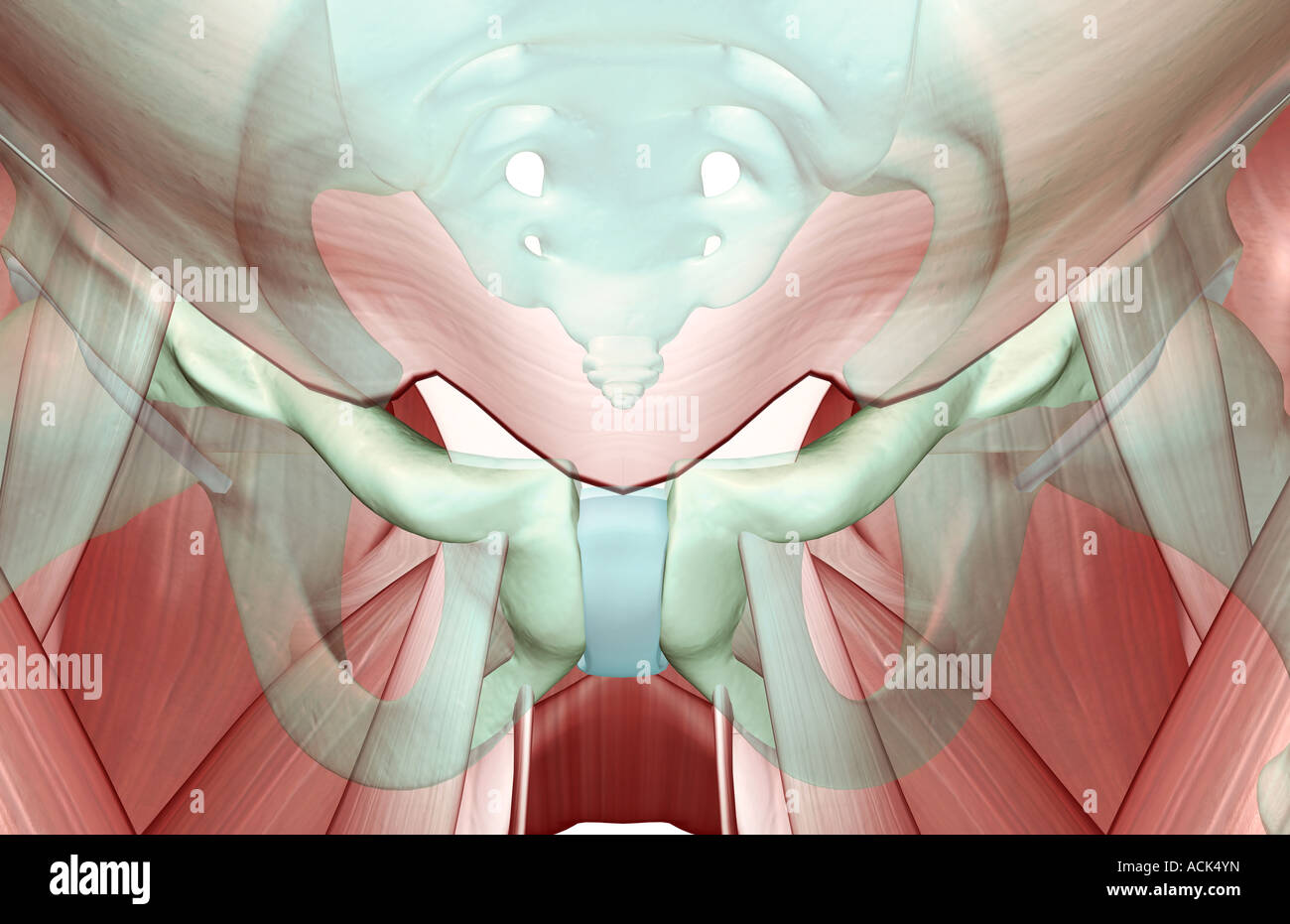 Pelvic musculature Banque de photographies et d’images à haute ...