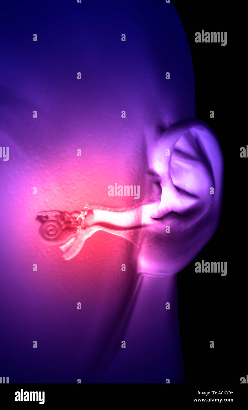 Les osselets oreilles Banque de photographies et d’images à haute ...