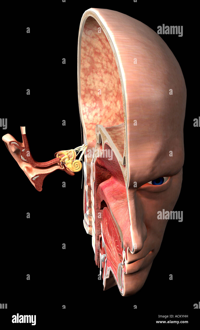 Les osselets oreilles Banque de photographies et d’images à haute ...