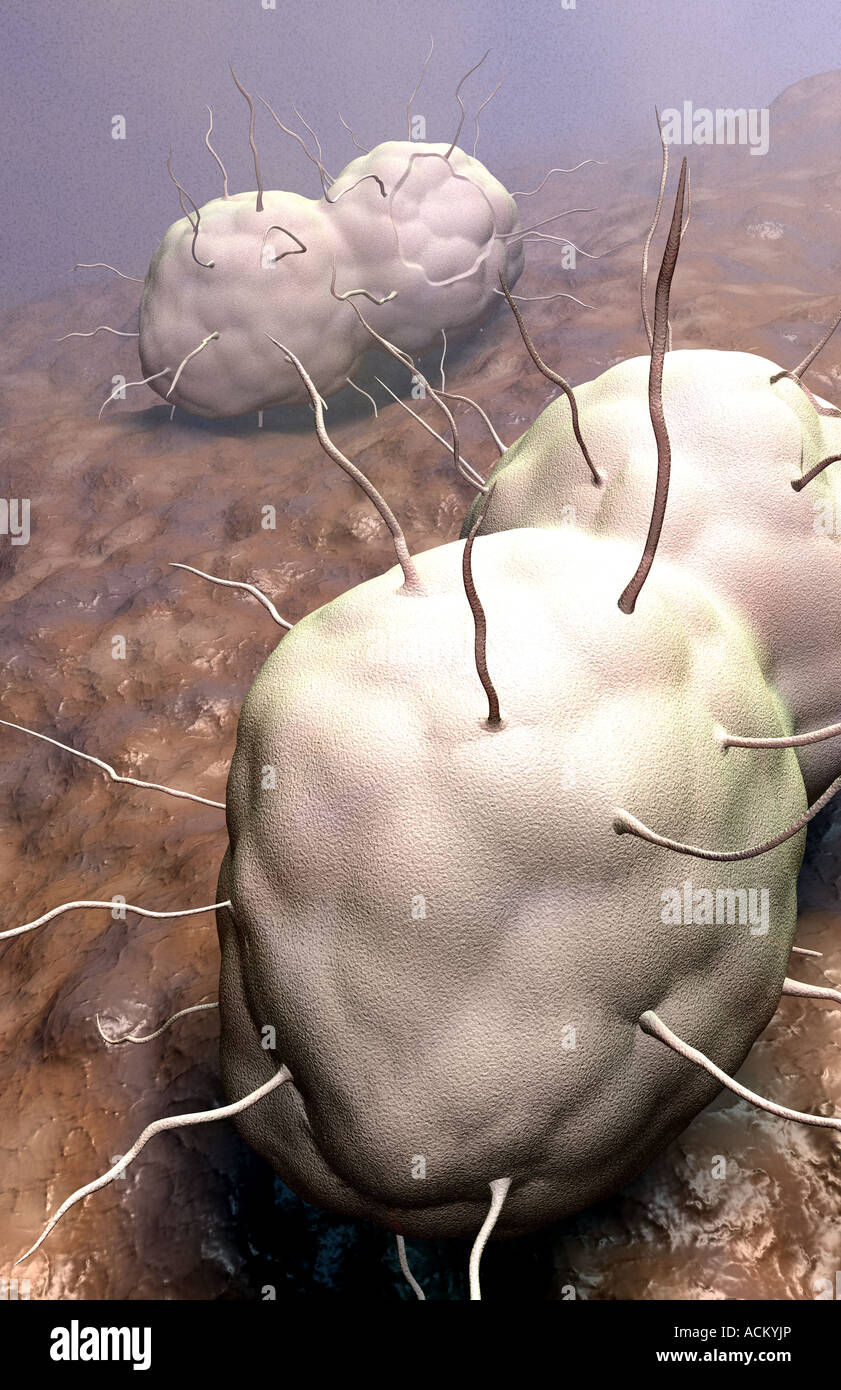 Neisseria gonorrhoeae Banque de photographies et d’images à haute ...