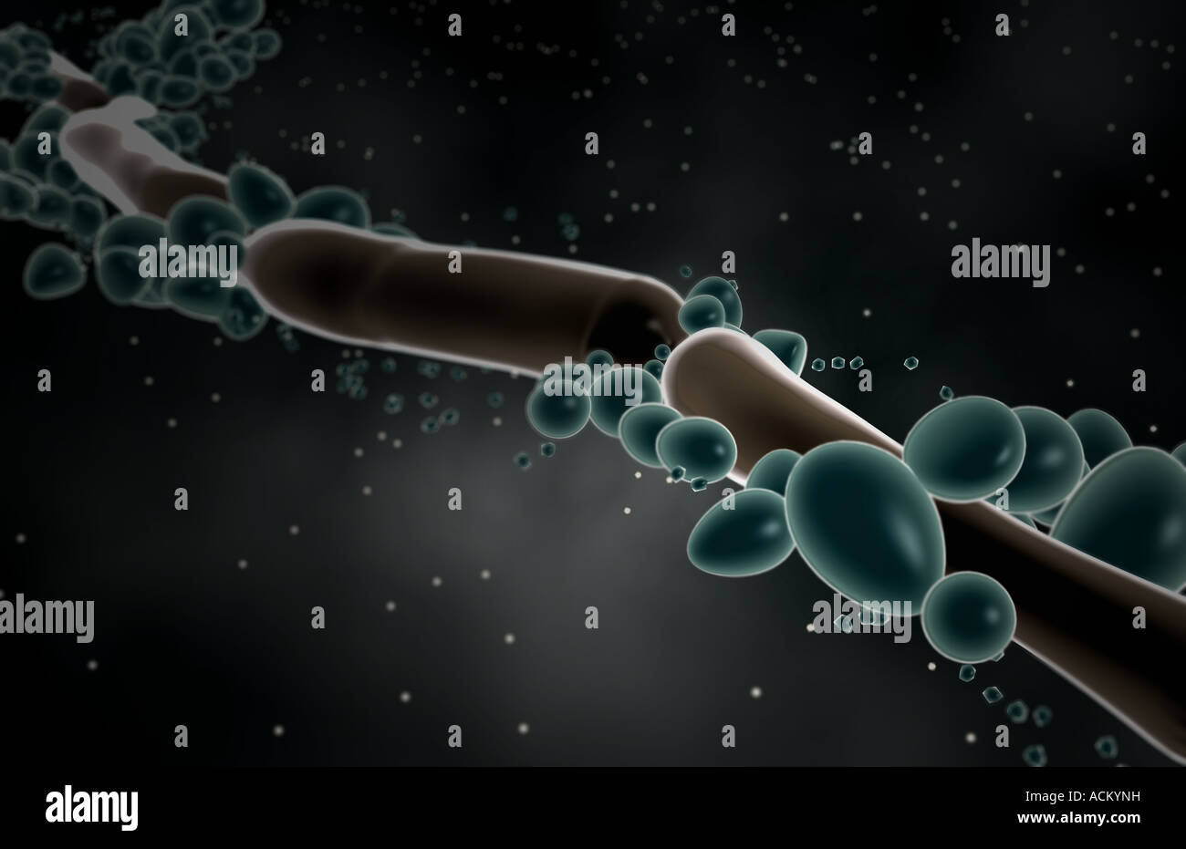 Champignon candida albicans Banque de photographies et d’images à haute ...