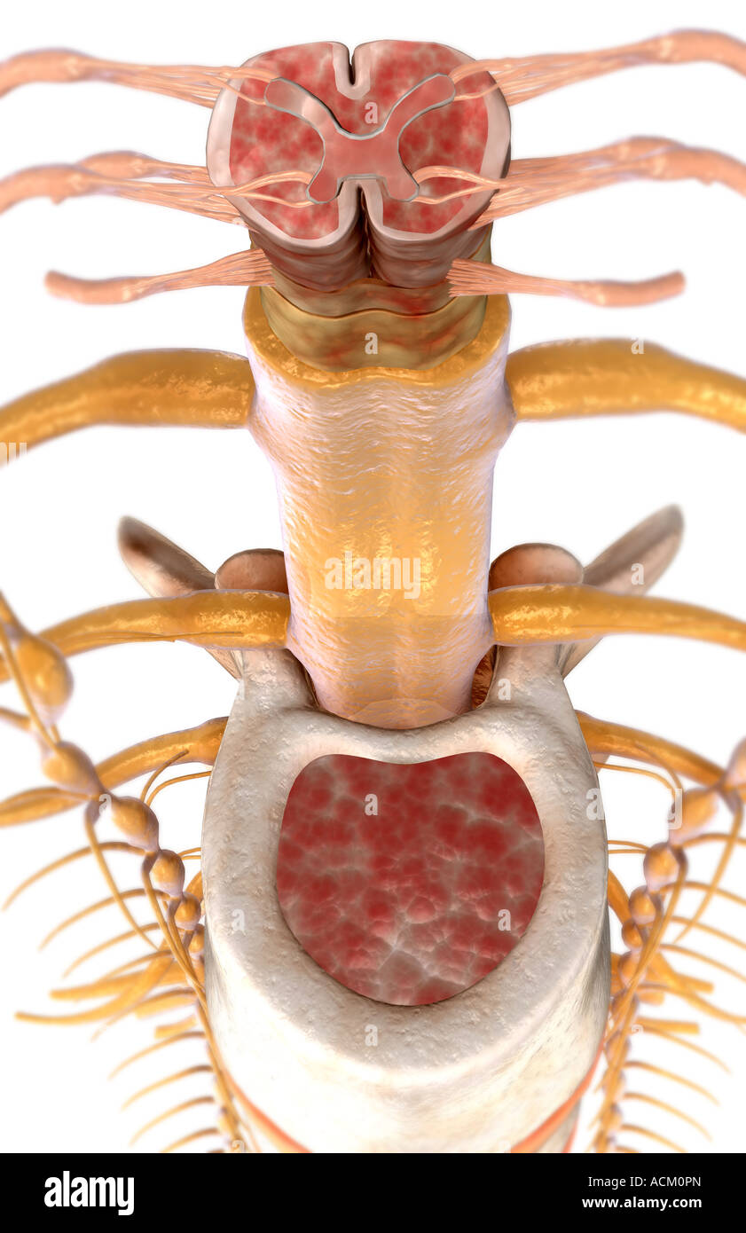 La moelle épinière Photo Stock - Alamy