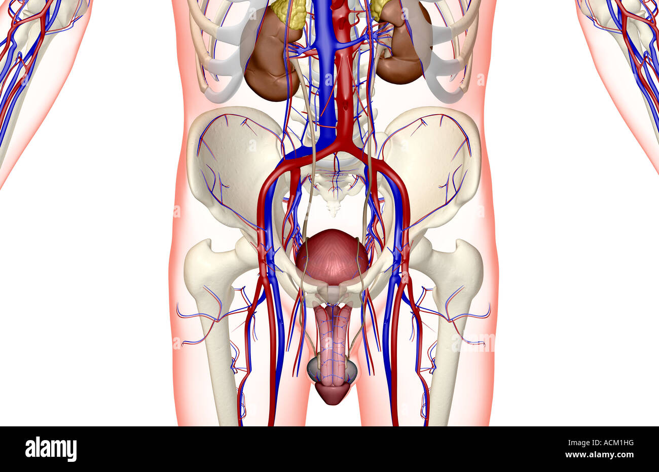 Appareil urinaire homme Banque de photographies et d’images à haute ...