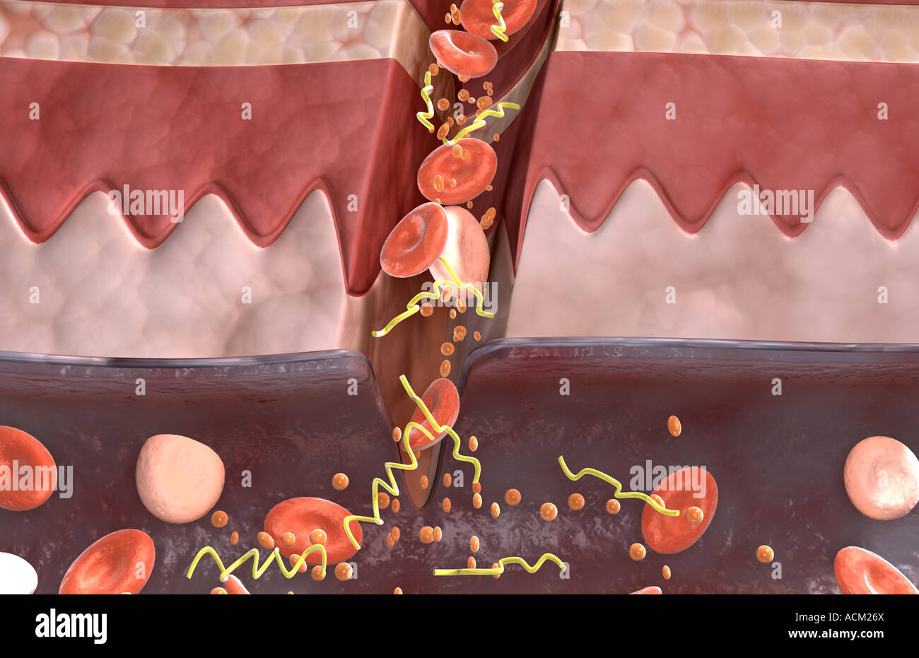 Formation de vaisseaux sanguins Banque de photographies et d’images à ...