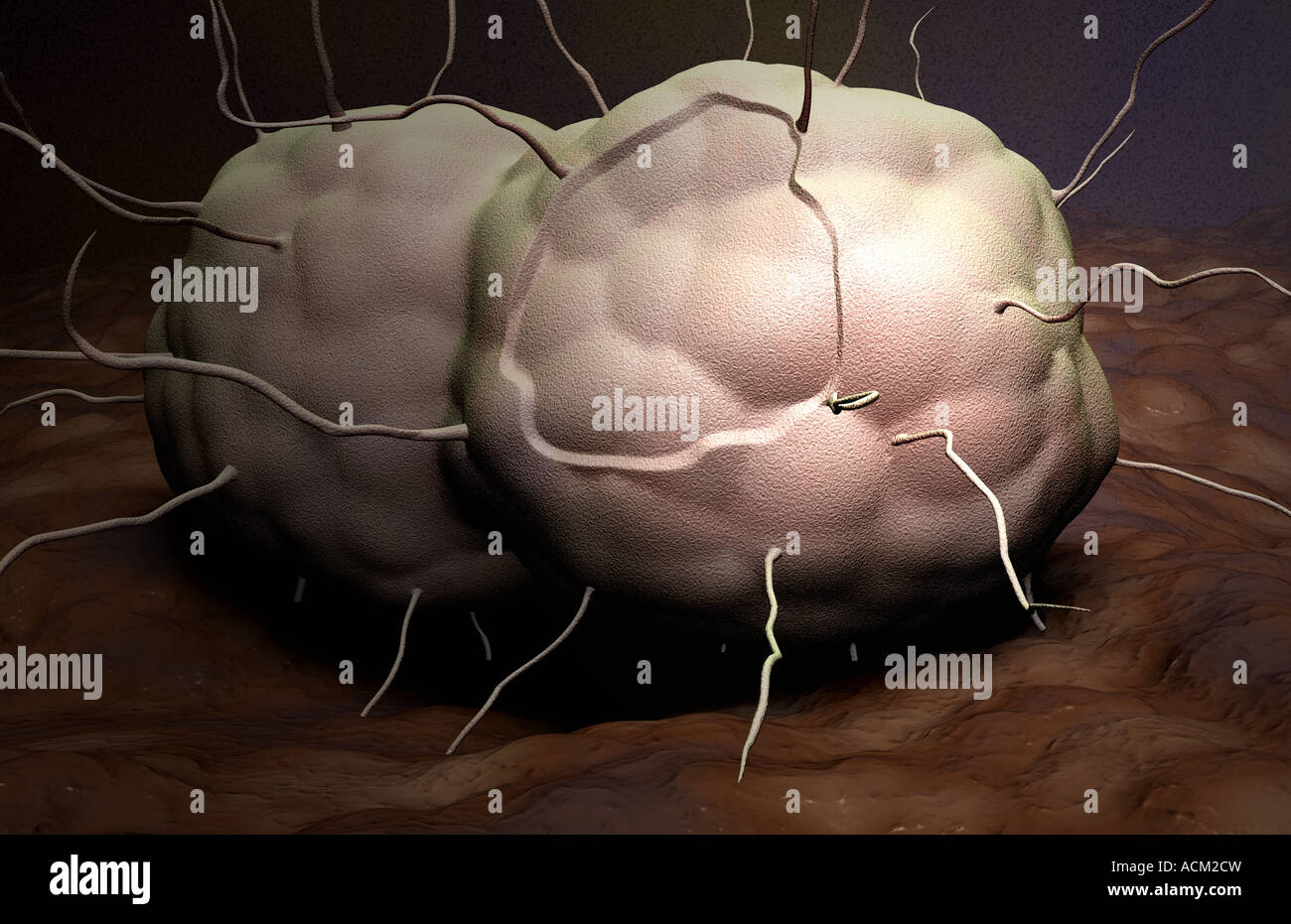 Neisseria gonorrhea Banque de photographies et d’images à haute ...