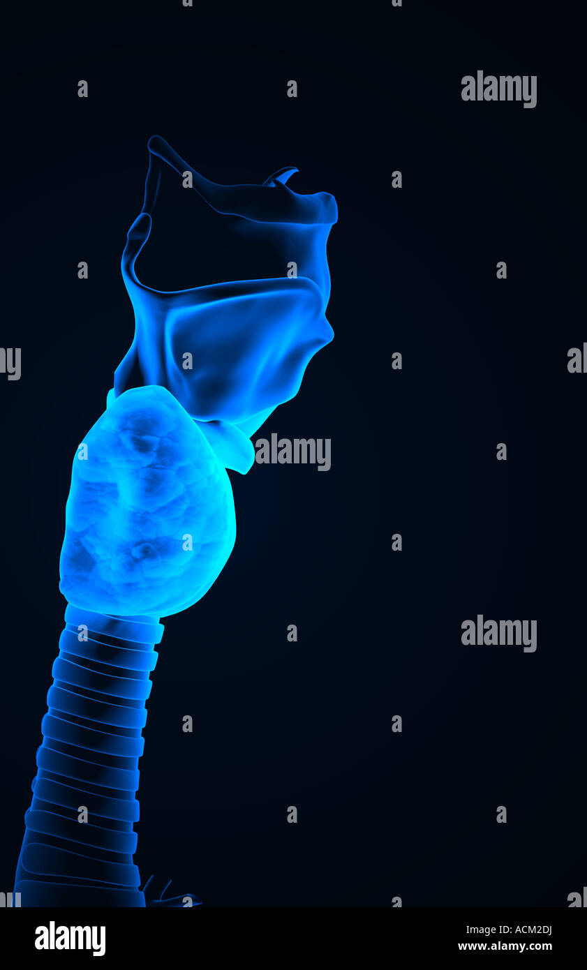 Tracheal cartilage Banque de photographies et d’images à haute ...