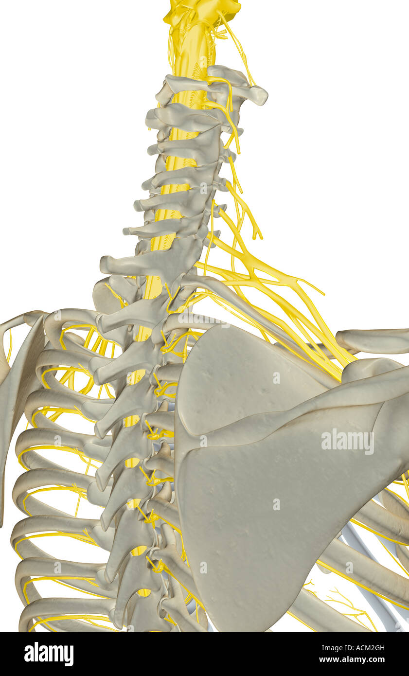 Nerfs rachidiens cervicaux Banque de photographies et d’images à haute ...